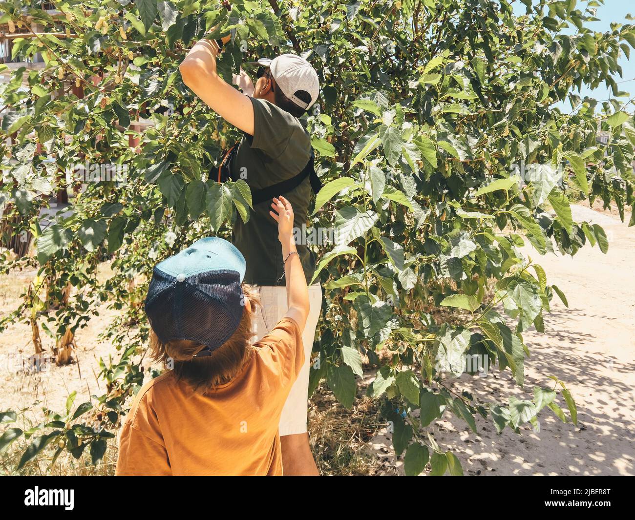 Tourists dad father man and his child son school kid boy reap crop ...