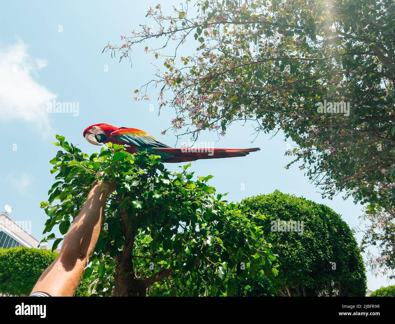 A close up picture of big grown ara macaw parrot sitting on a green ...