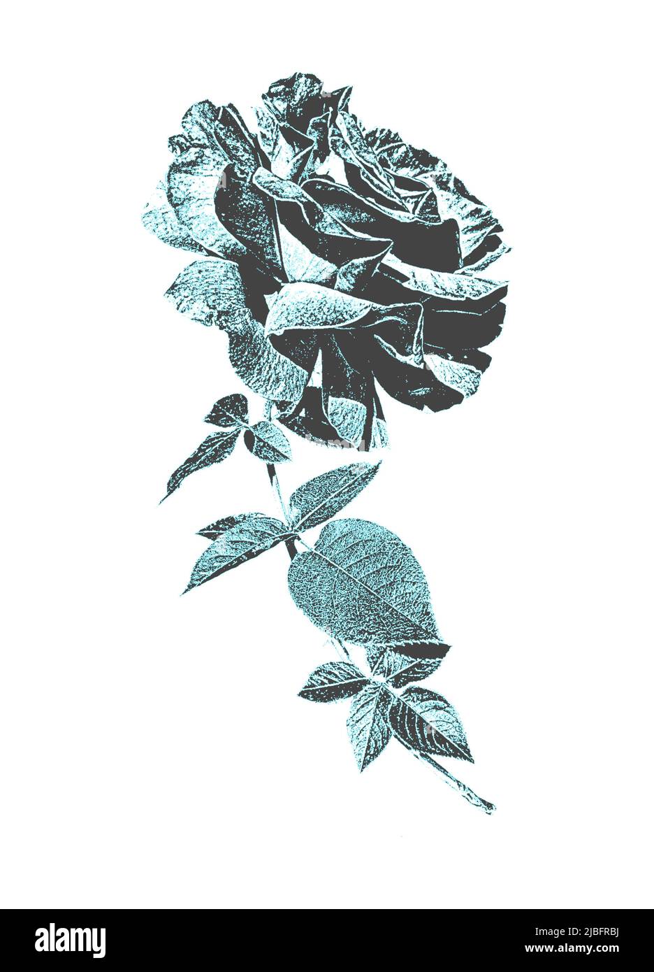 Hand draw rose flower in retro style. Distress vector illustration ...