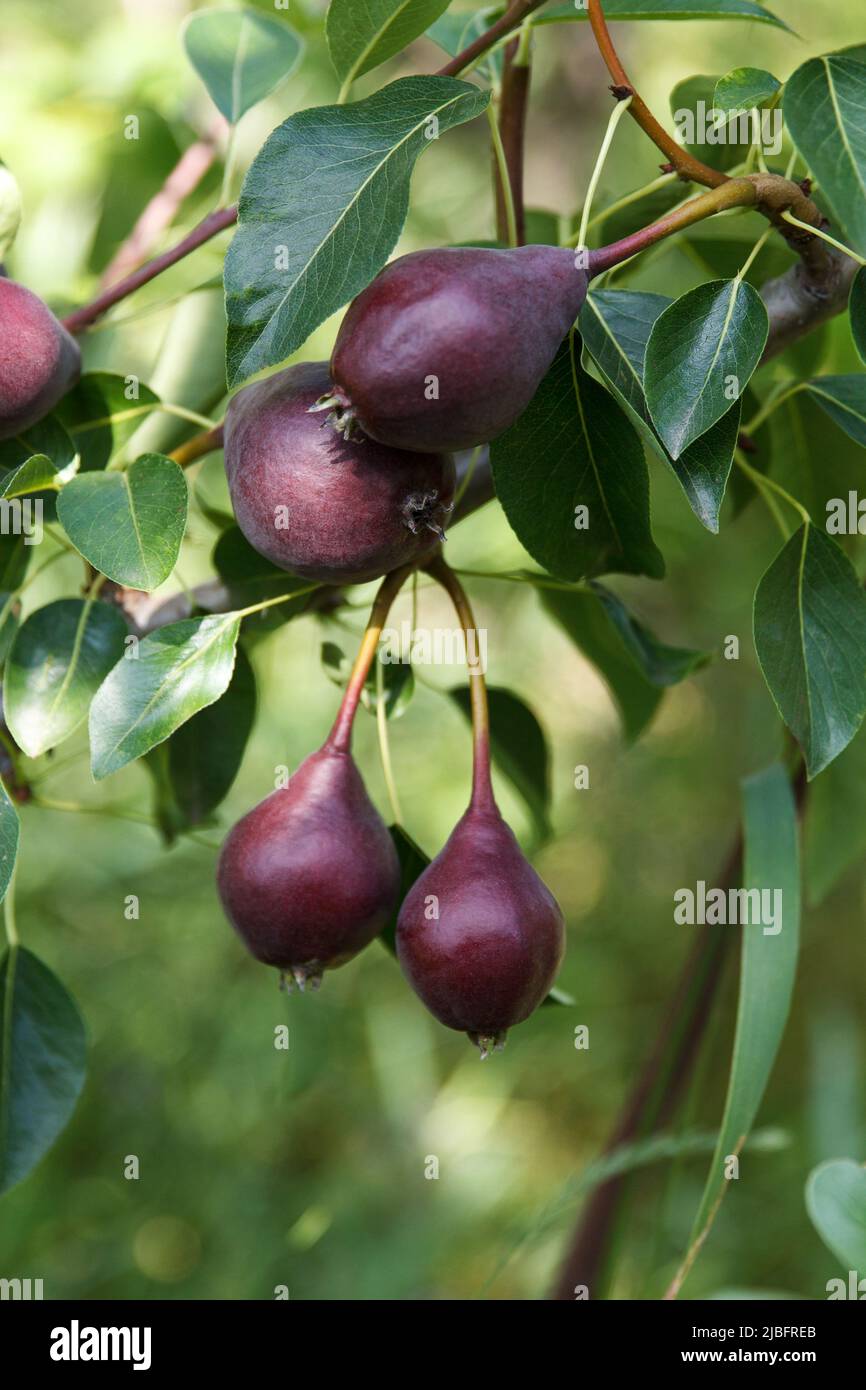 Red pears grow and ripening on a tree in a beautiful fruit summer ...