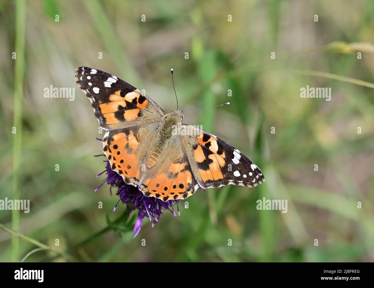 Distelfalter auf Distel Stock Photo - Alamy