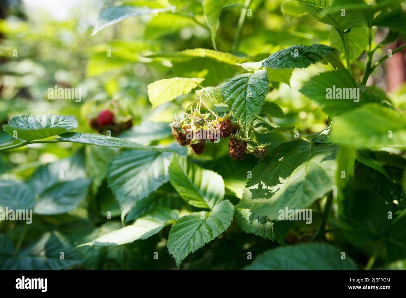 Green not ripe raspberry berries on a twigs in the summer garden Stock ...