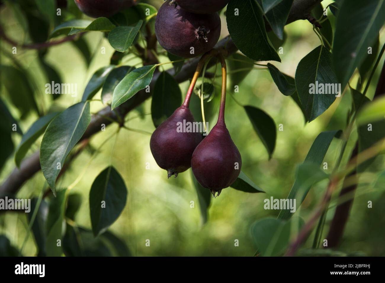 Red pears grow and ripening on a tree in a beautiful fruit summer green ...