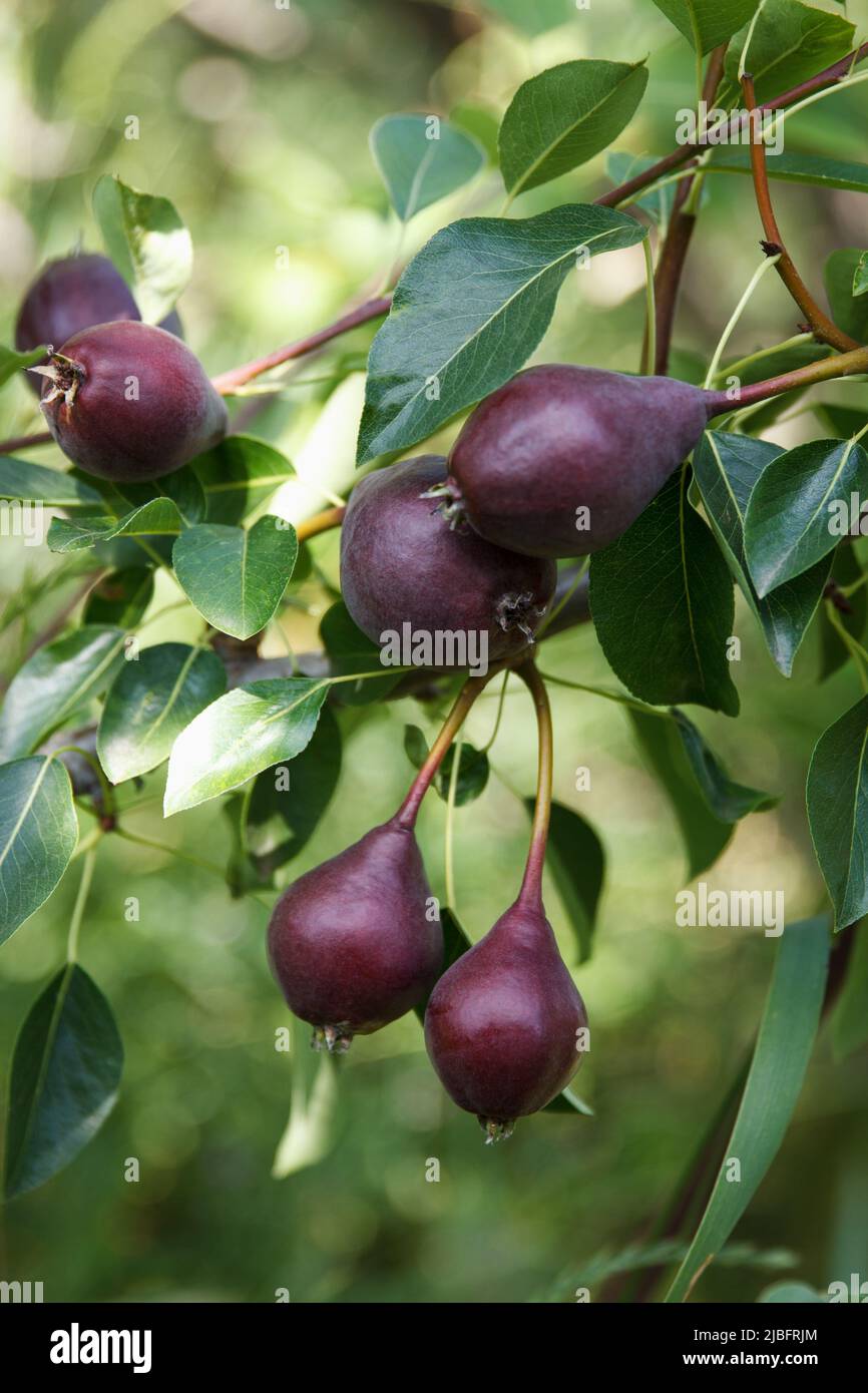 Red pears grow and ripening on a tree in a beautiful fruit summer ...