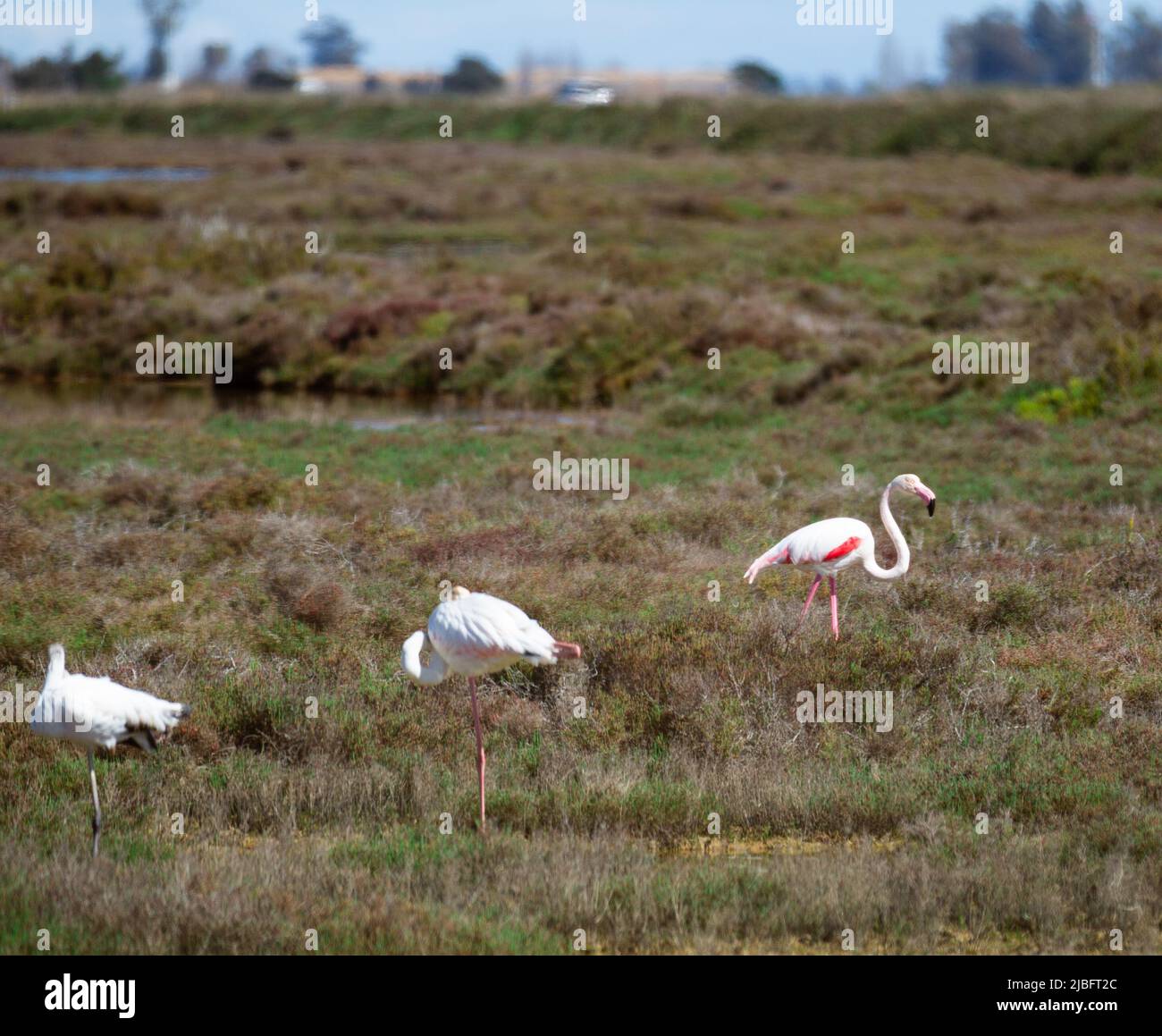 flamingo birds during migration at the mouth of the river Stock Photo ...
