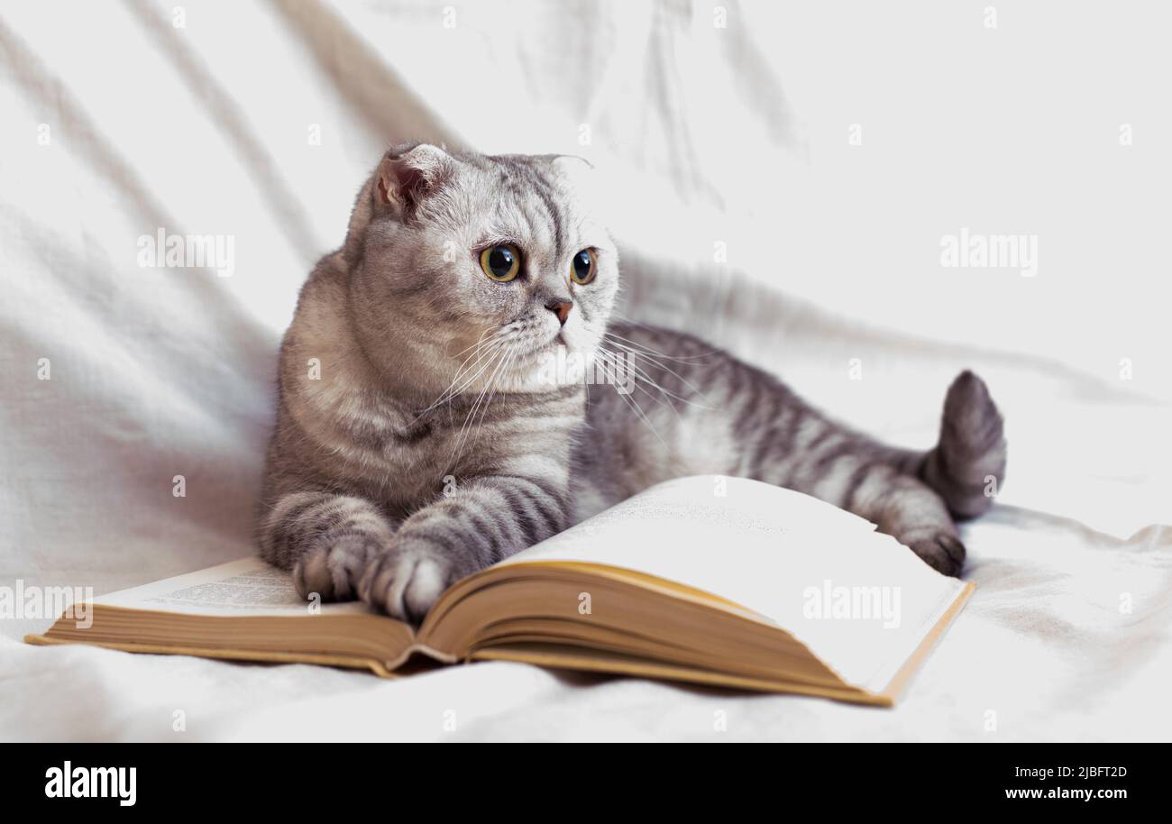 Interested cat lying near open book on white background Stock Photo - Alamy