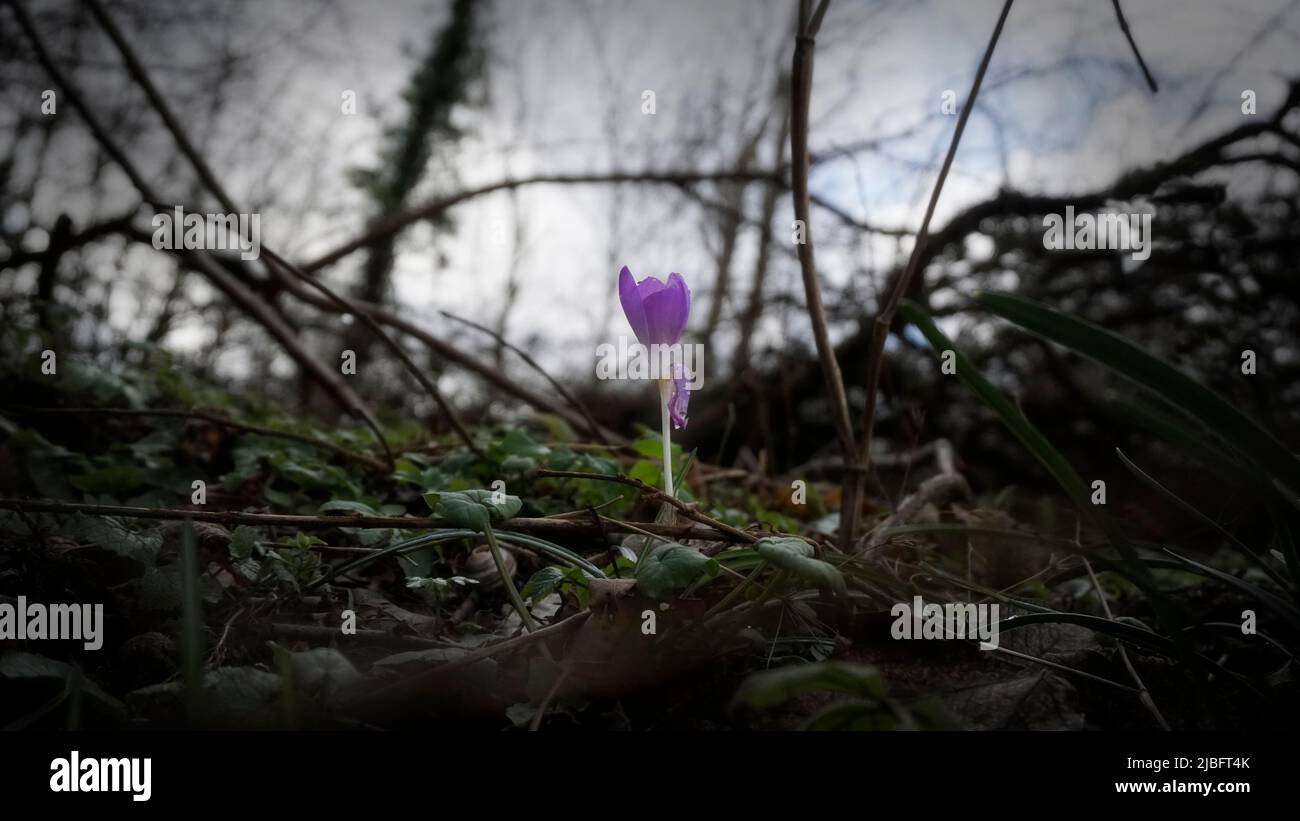 Young crocus flower hi-res stock photography and images - Alamy