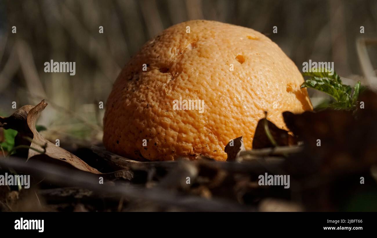 Decaying orange hi-res stock photography and images - Alamy