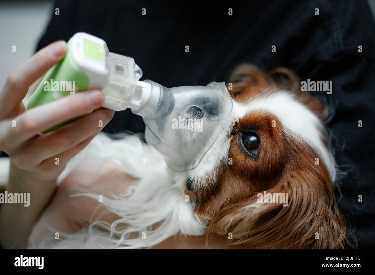 Veterinar doctor saving King Cavalier Charles coker spaniel dog mask ...