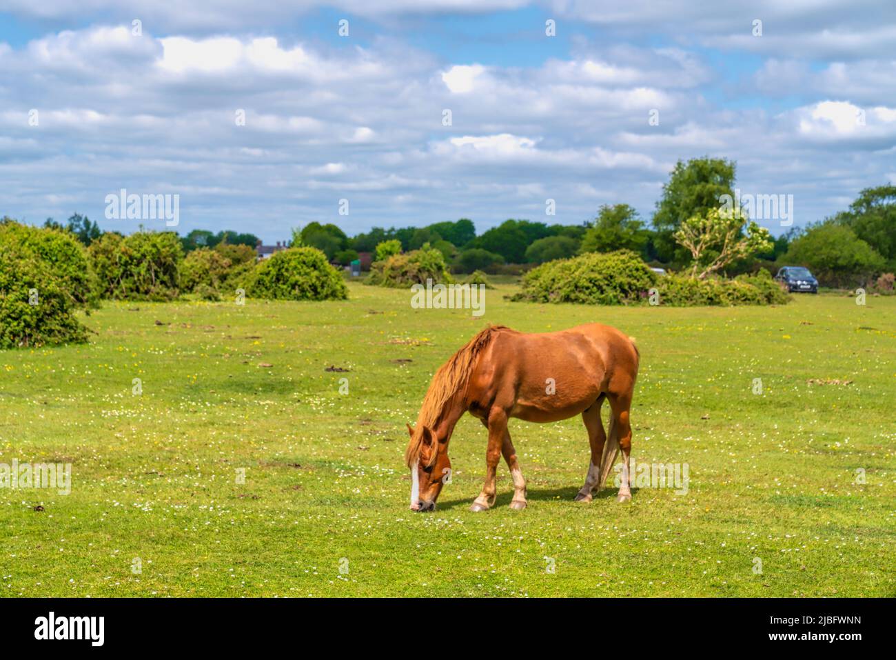 The New Forest Park Hants England Uk with pony grazing Stock Photo - Alamy