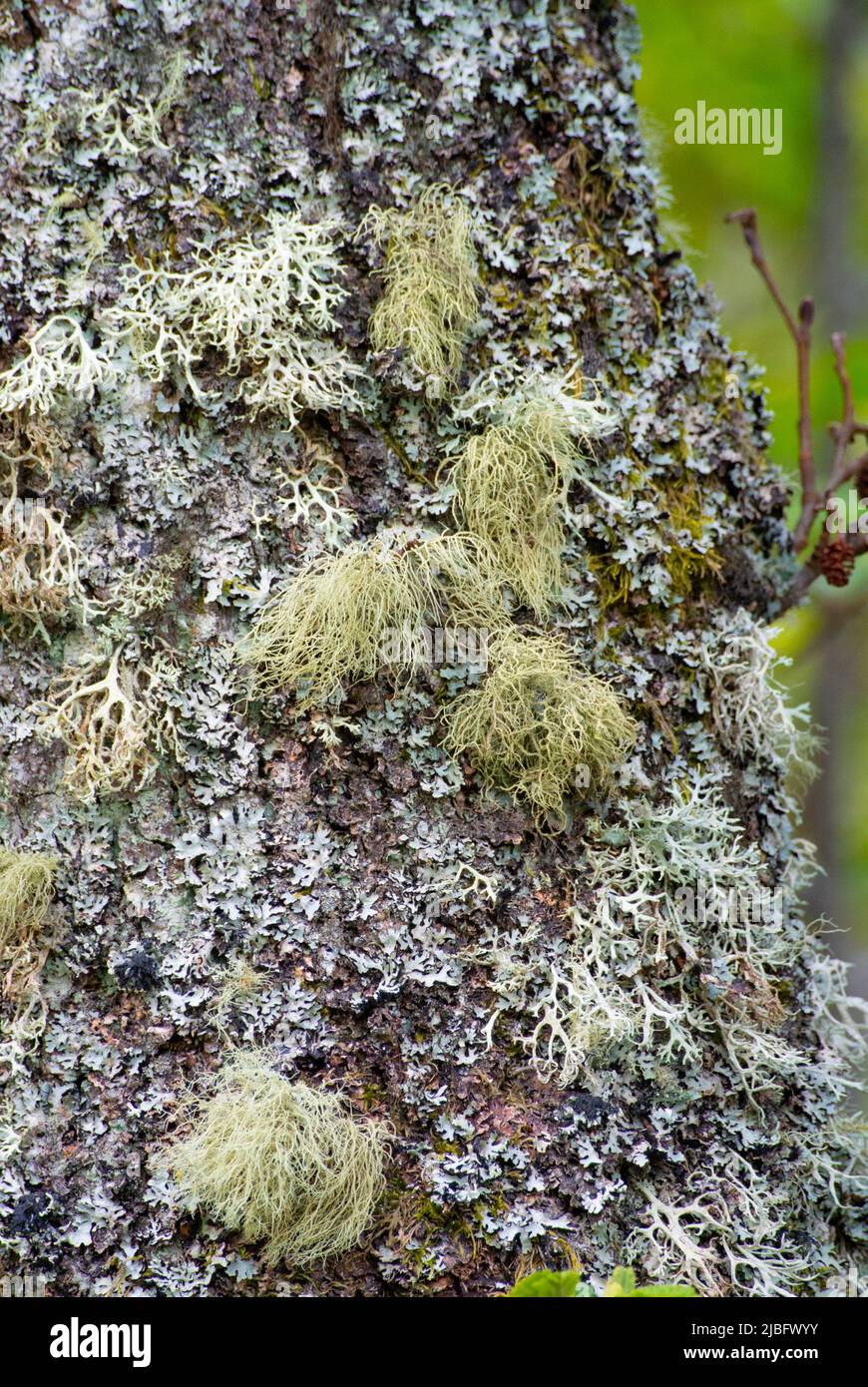 Beard lichens on pine trees Stock Photo - Alamy