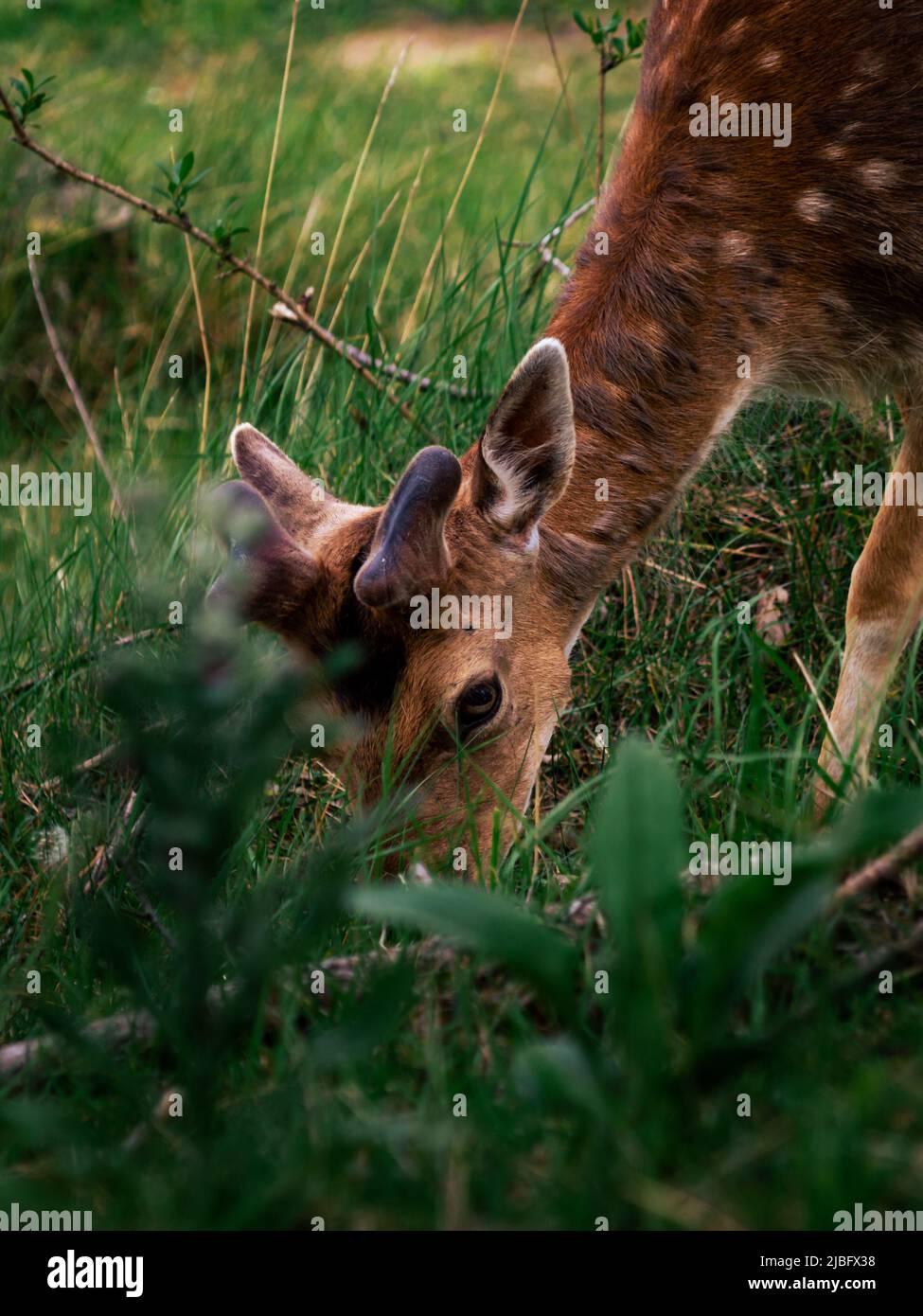 Fauna vertical hi-res stock photography and images - Alamy
