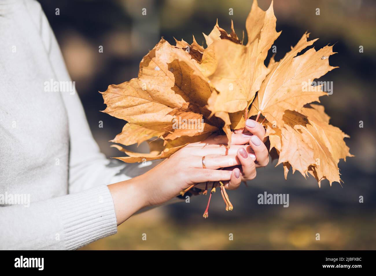 Hand holding fallen maple leaf hi-res stock photography and images - Alamy