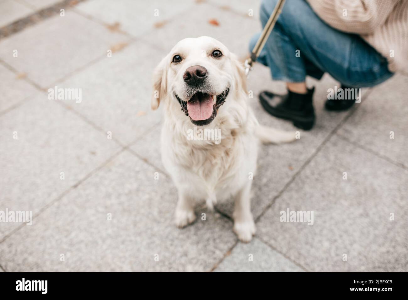 Cute cheerful white dog golden Labrador retriever sitting on street ...