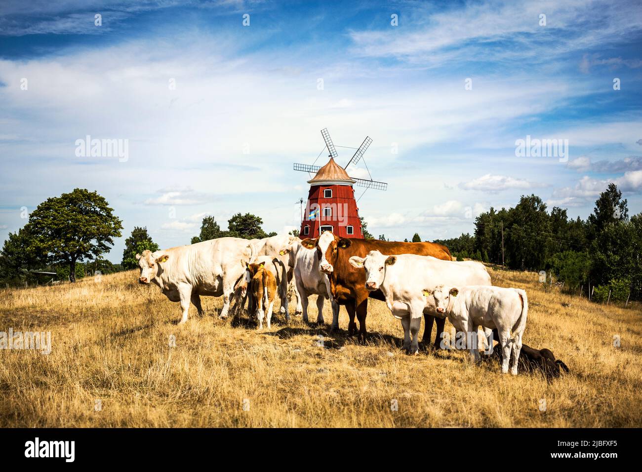 Cows and windmill on farm Stock Photo - Alamy