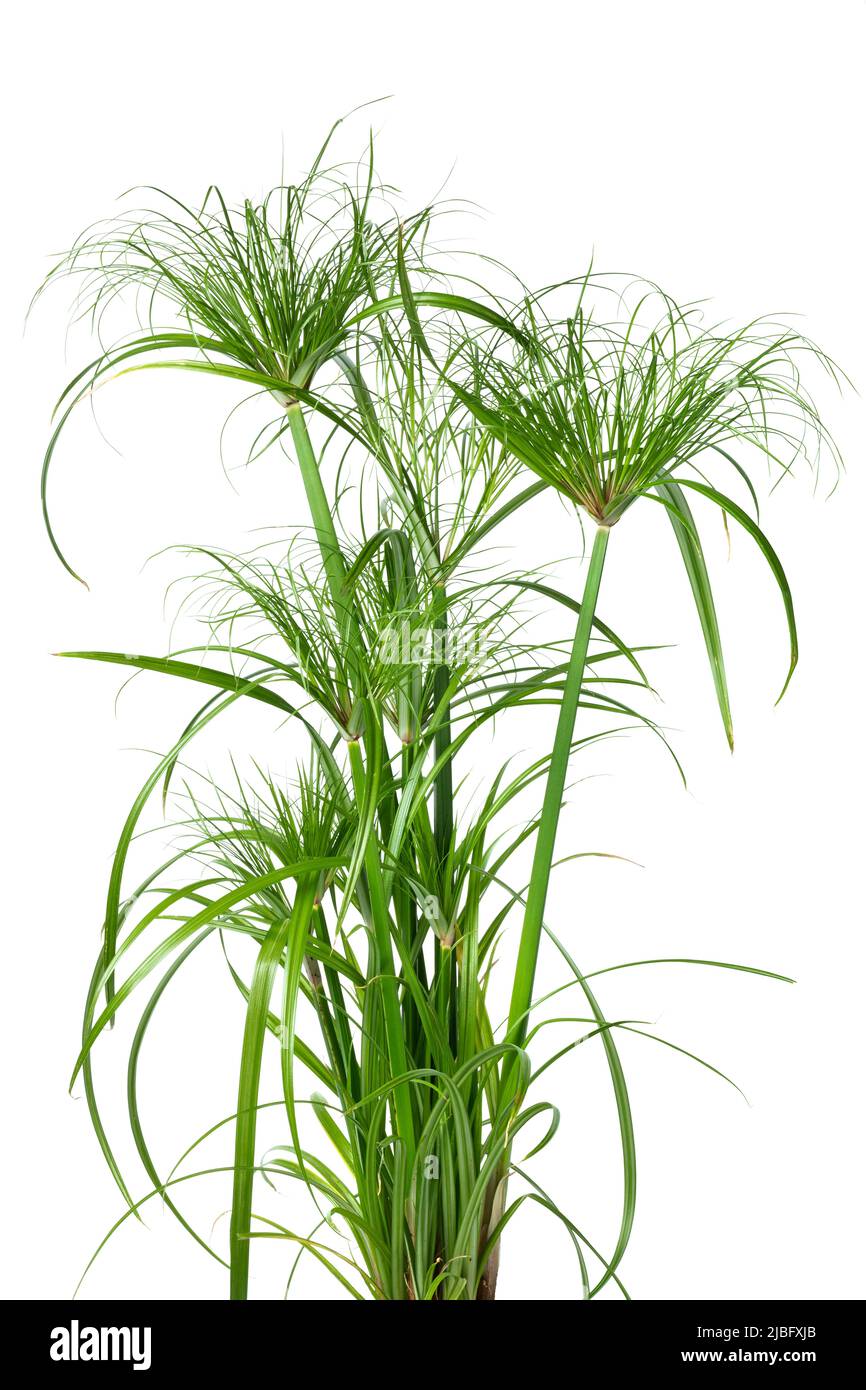Cyperus papyrus hi-res stock photography and images - Alamy
