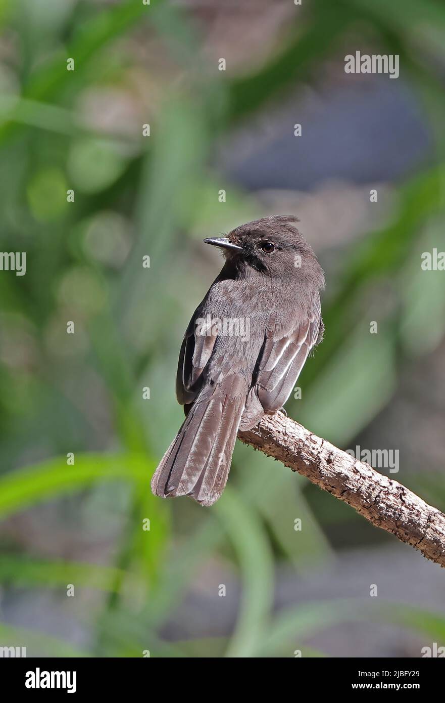 Black Phoebe (Sayornis nigricans amnicola) immature perched on dead ...