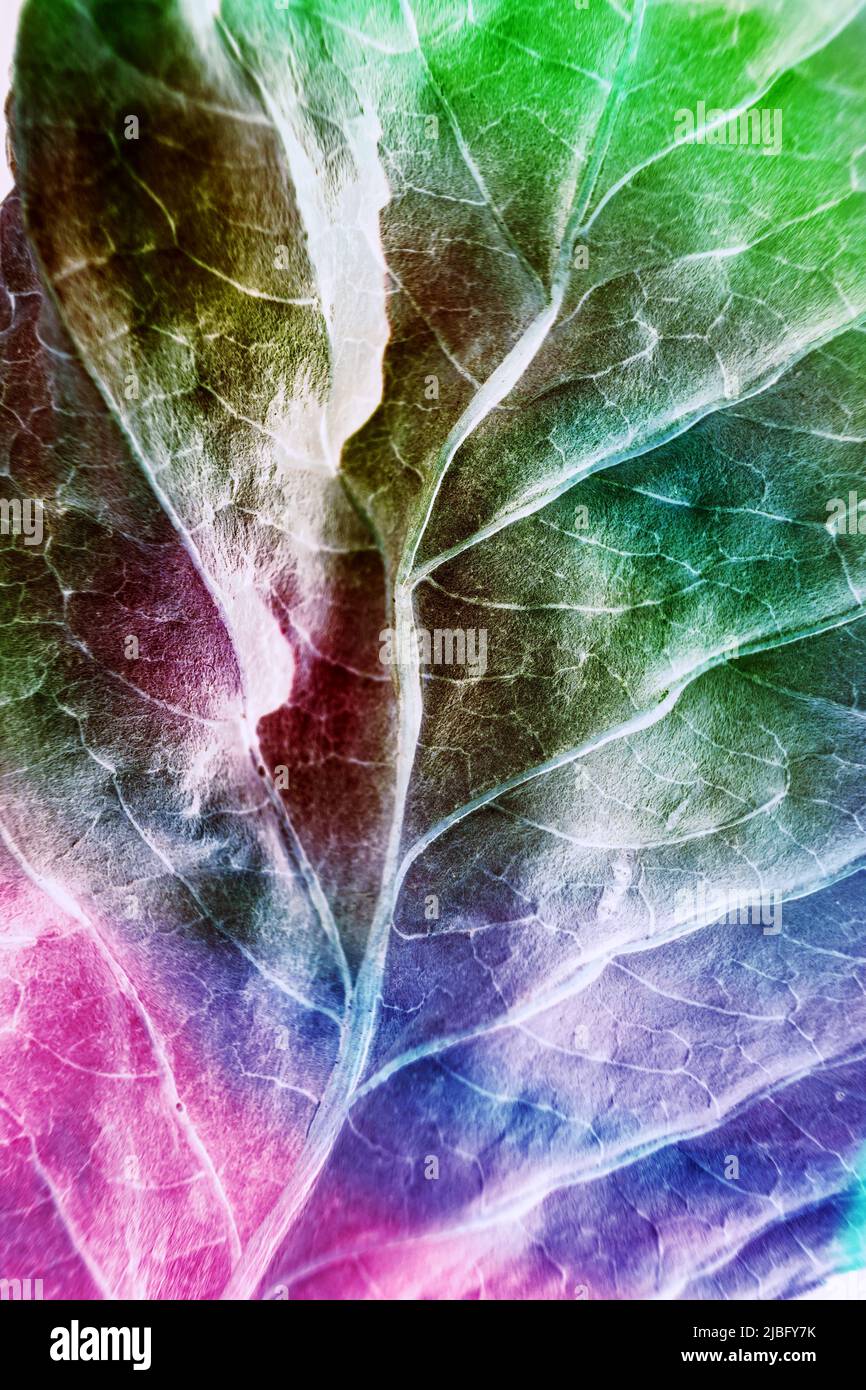 Beautiful abstraction leaf texture neon light. Minimalism retro style ...