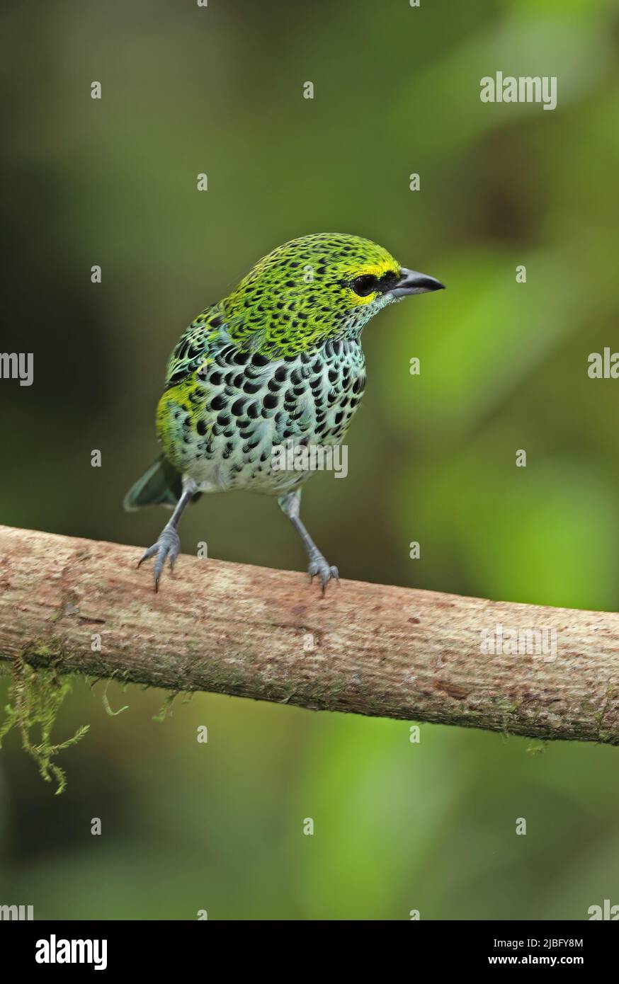 Tangara guttata hi-res stock photography and images - Alamy