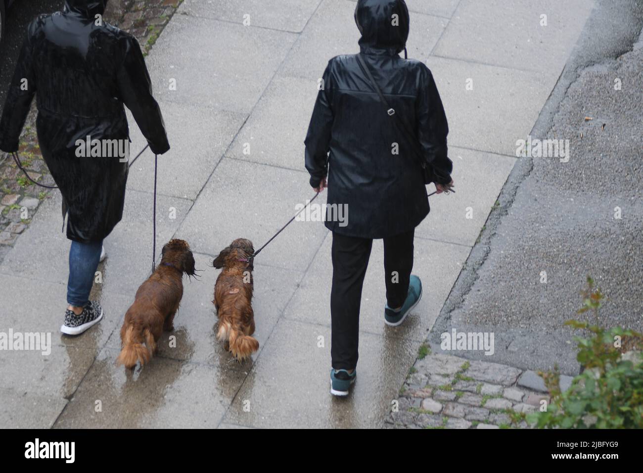 Kastrup/Copenhagen/Denmark/06 June 2022/ Female walk thier pets dogs in ...
