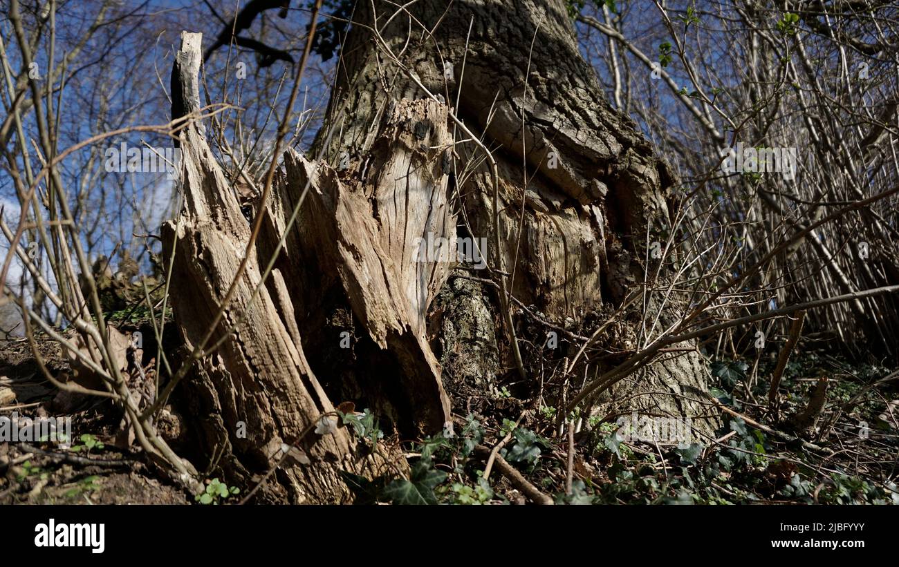 Broken tree stump in hi-res stock photography and images - Alamy