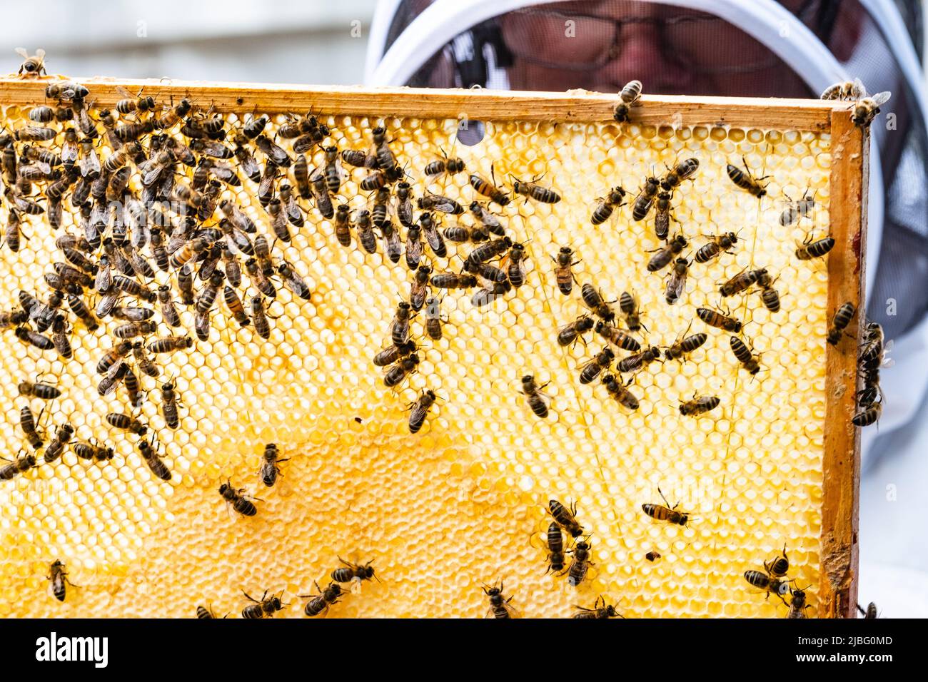 Honey bees on a honeycomb as part of a demonstration of bee keeping at ...