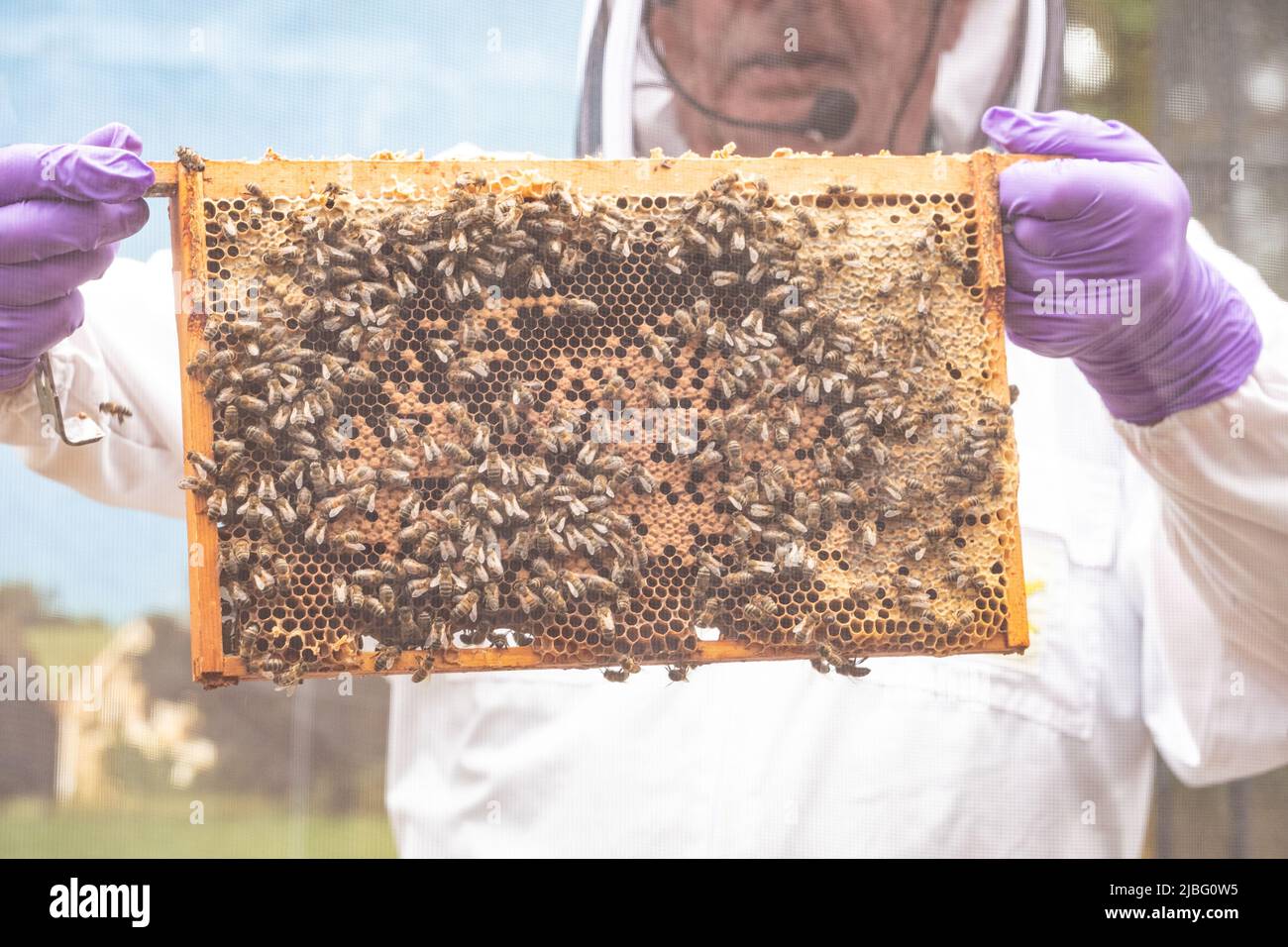 A demonstration of traditional English bee keeping techniques at ...