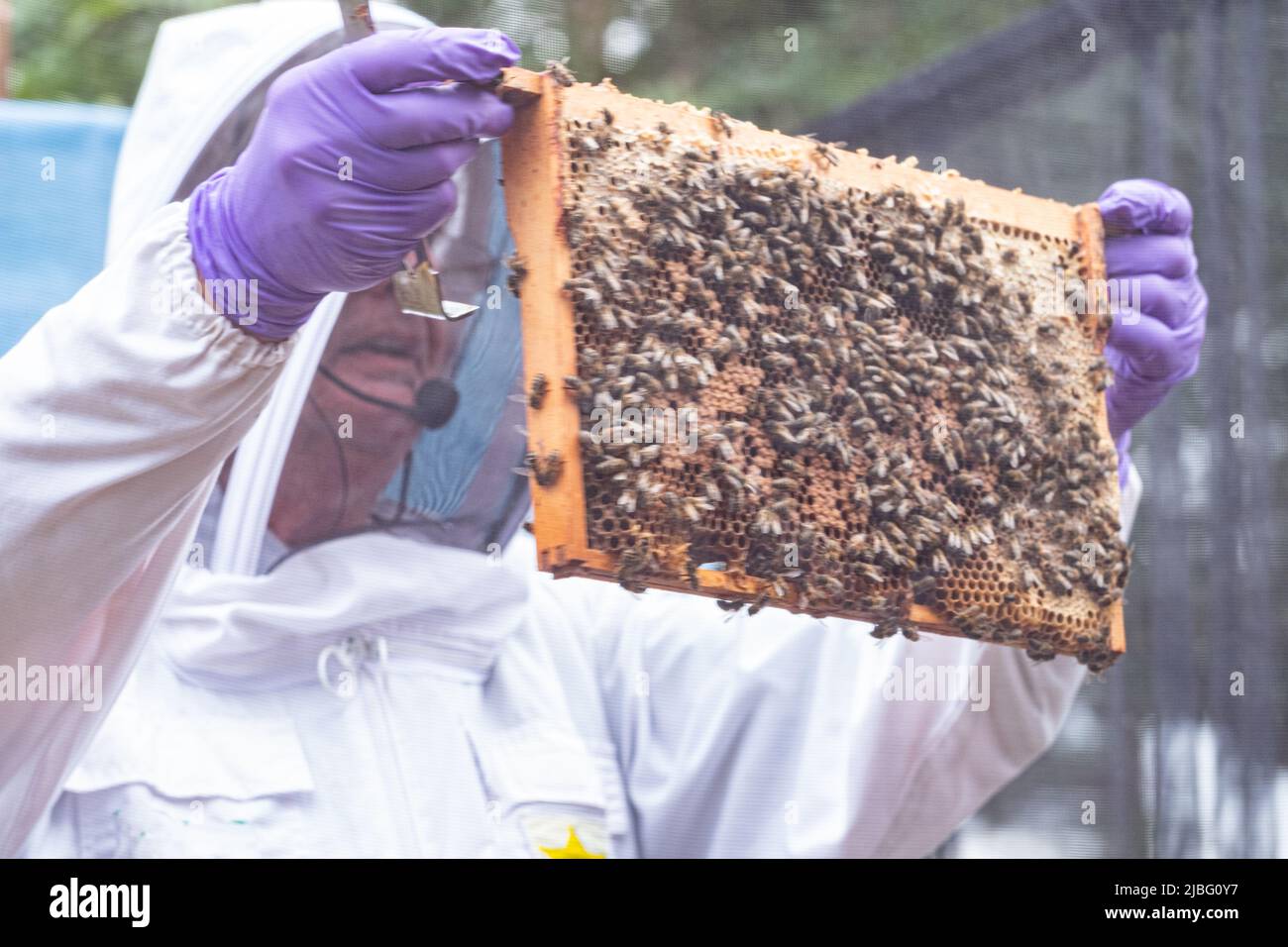 A demonstration of traditional English bee keeping techniques at ...