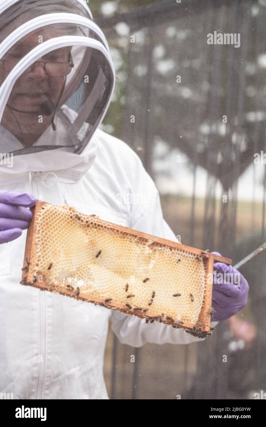 A demonstration of traditional English bee keeping techniques at ...