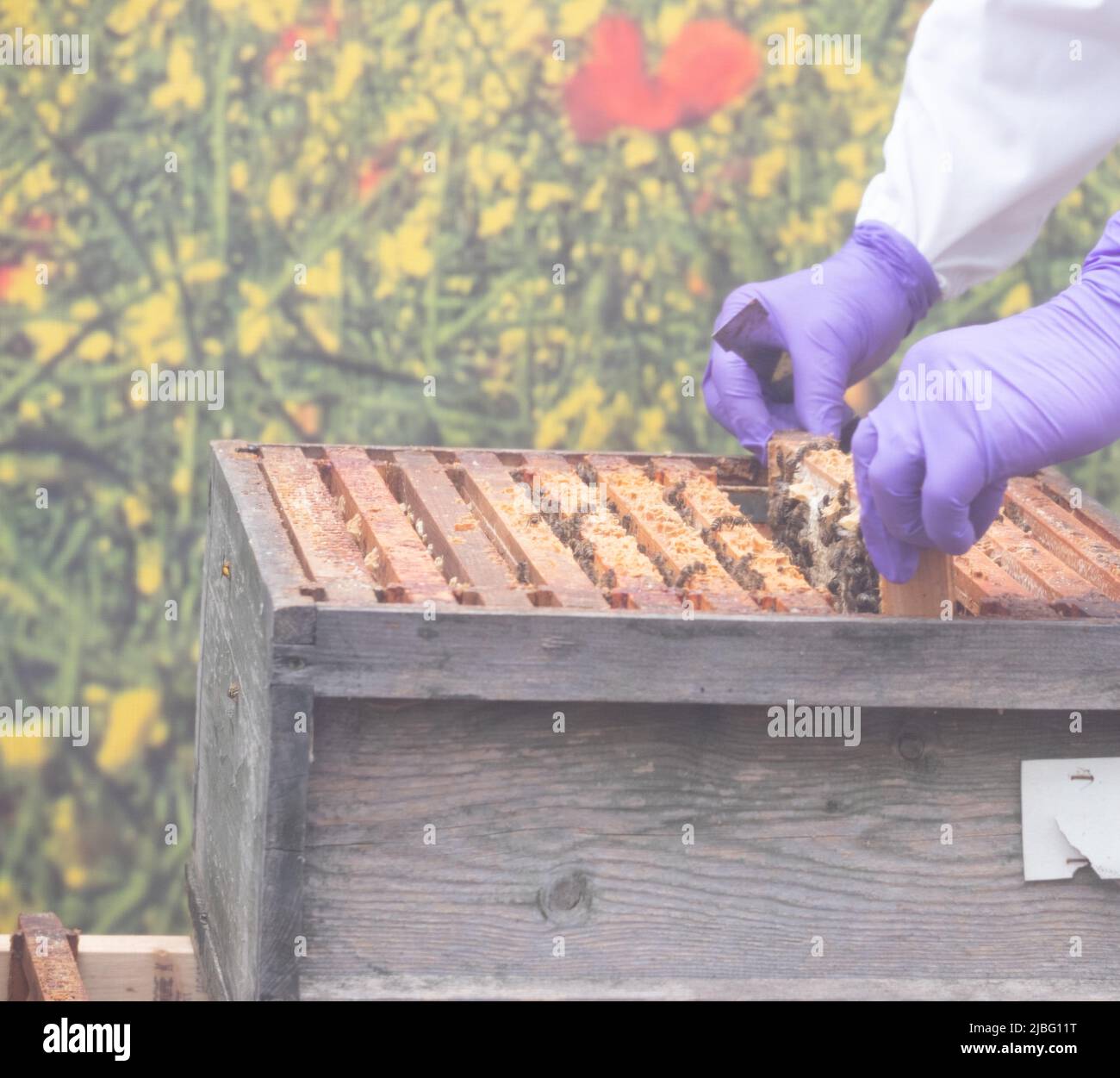A demonstration of traditional English bee keeping techniques at ...
