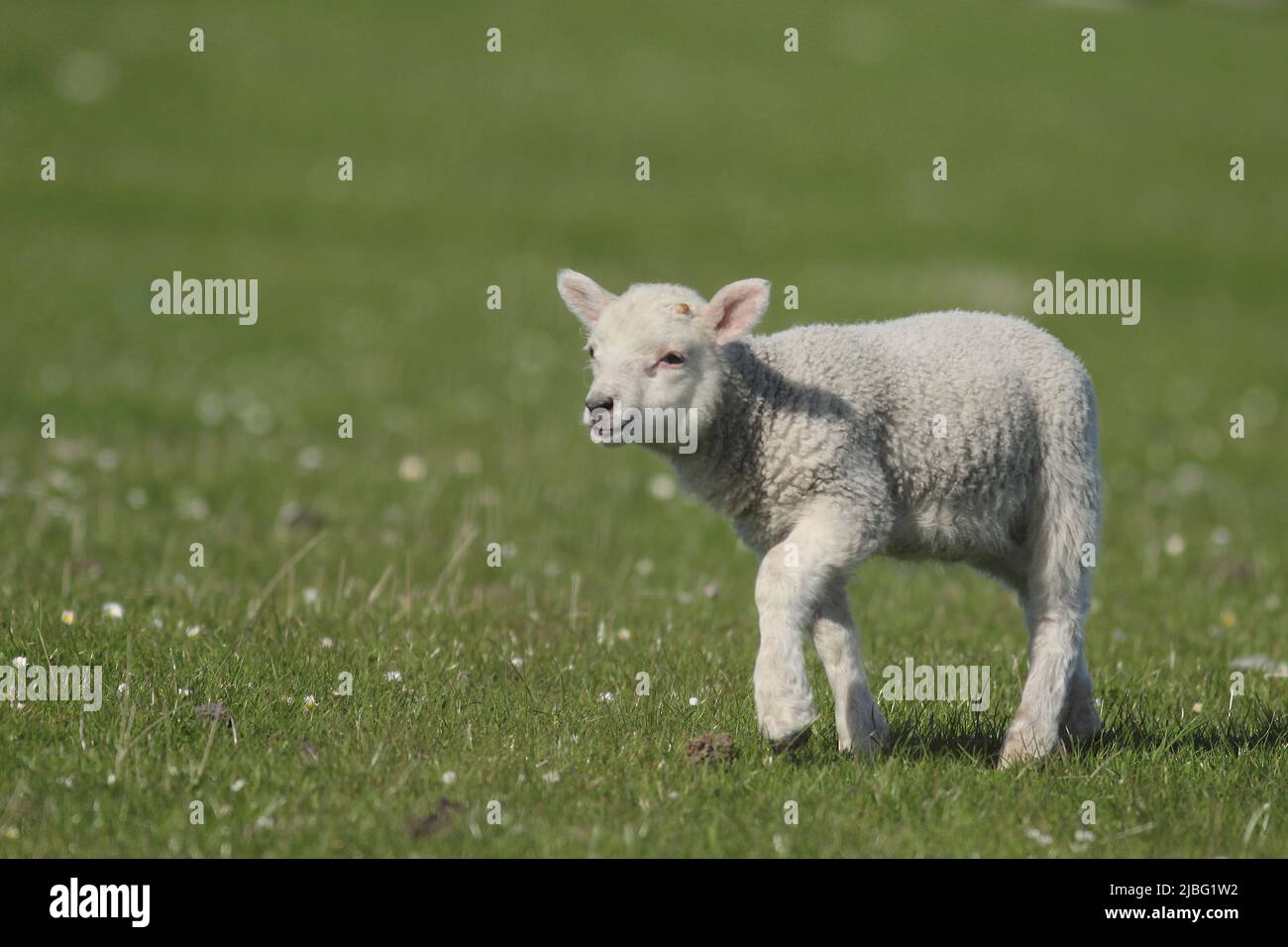 Lamb running in daisy field Stock Photo - Alamy