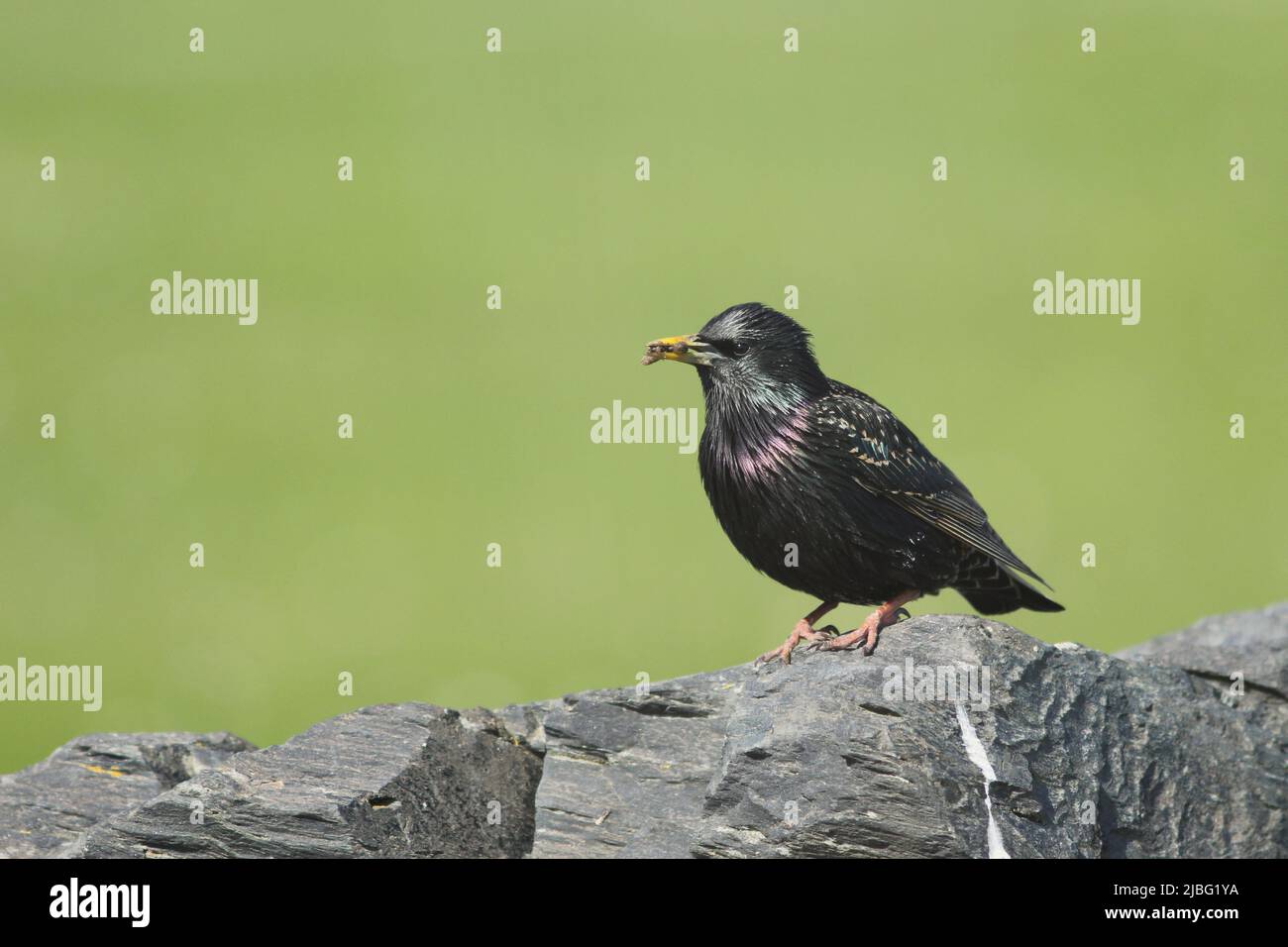 Green rock worm hi-res stock photography and images - Alamy
