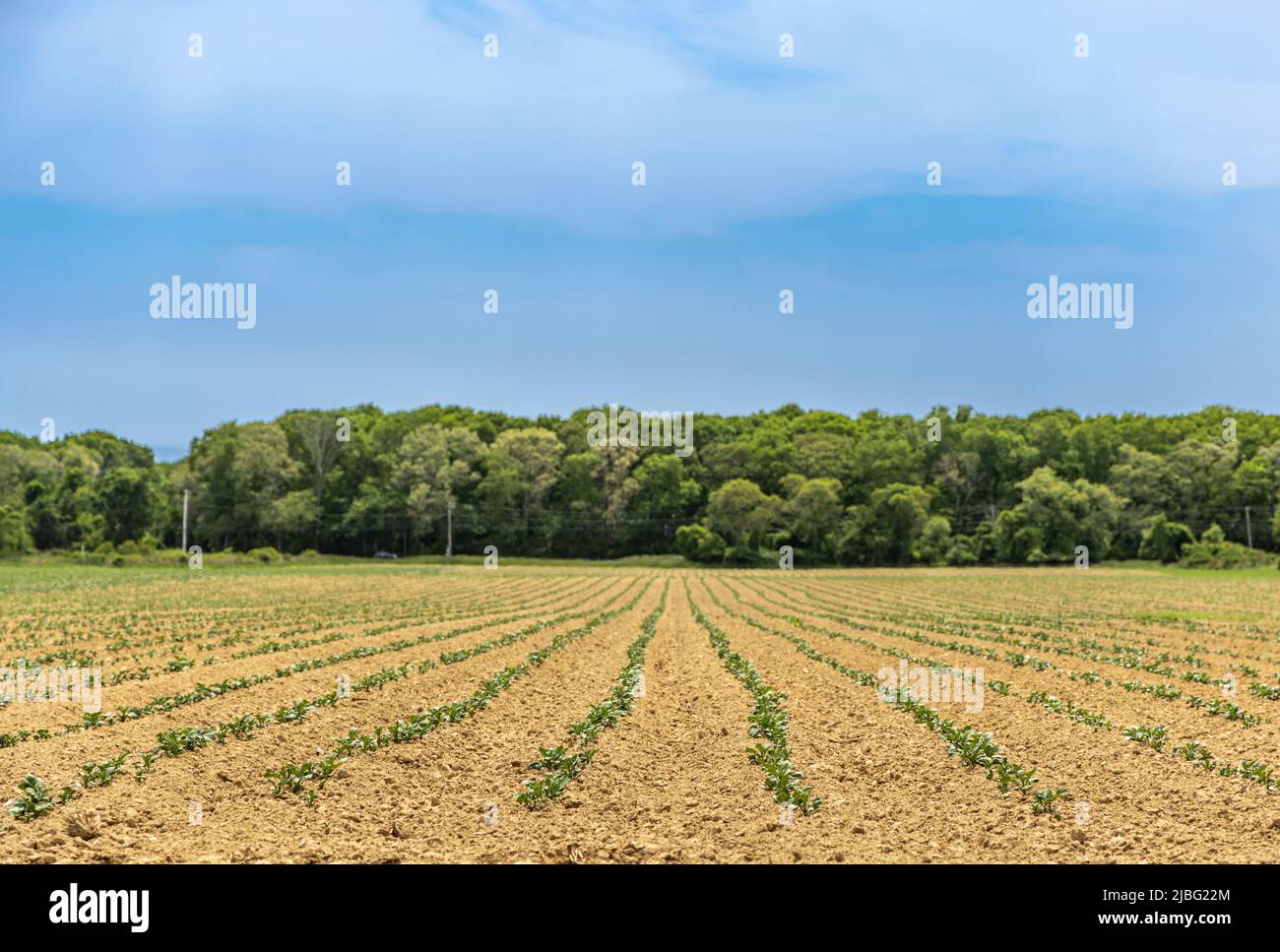 A newly planted field in East Hampton, NY Stock Photo - Alamy