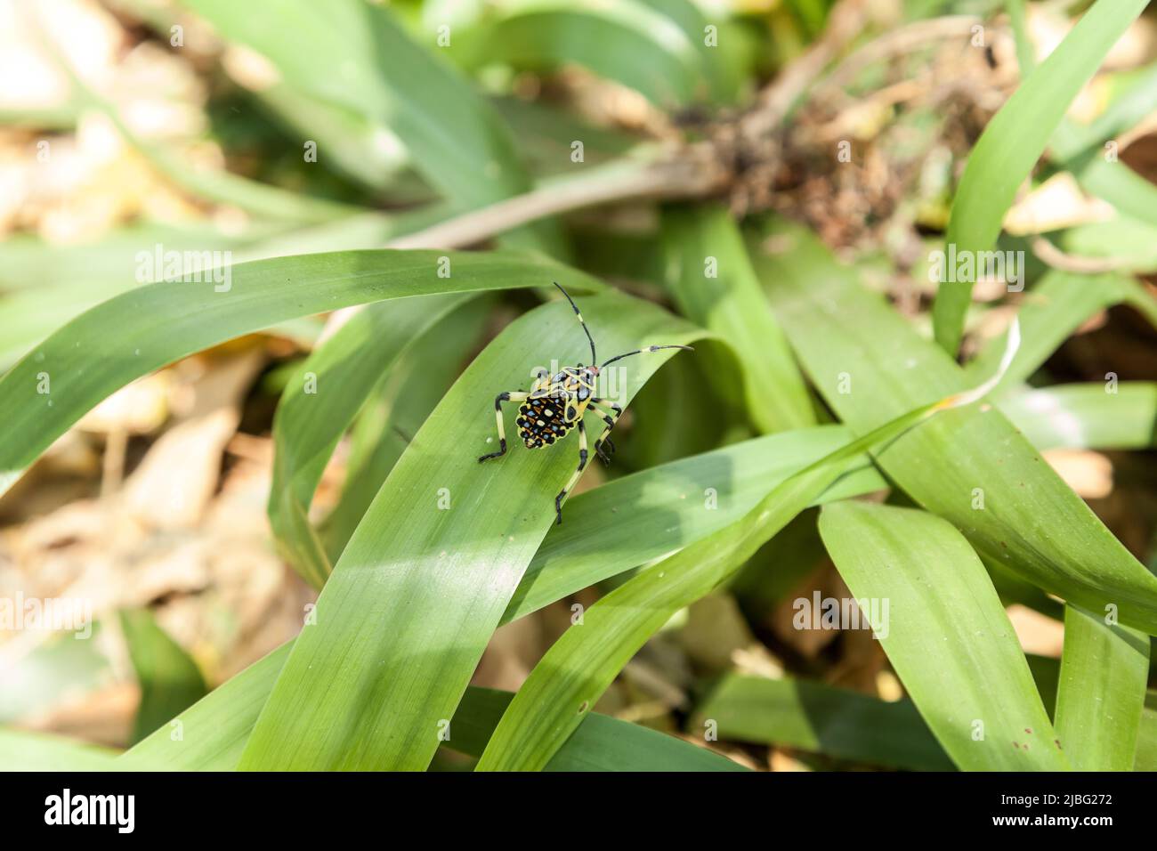 Wild life - Colorful Hemiptera tropical rainforest insect Stock Photo ...