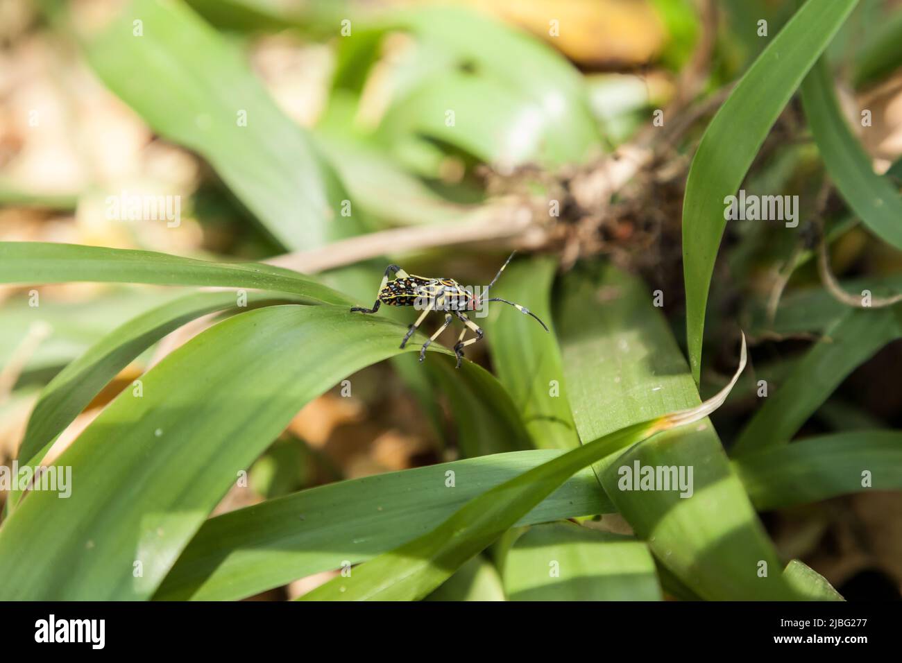 Wild life - Colorful Hemiptera tropical rainforest insect Stock Photo ...
