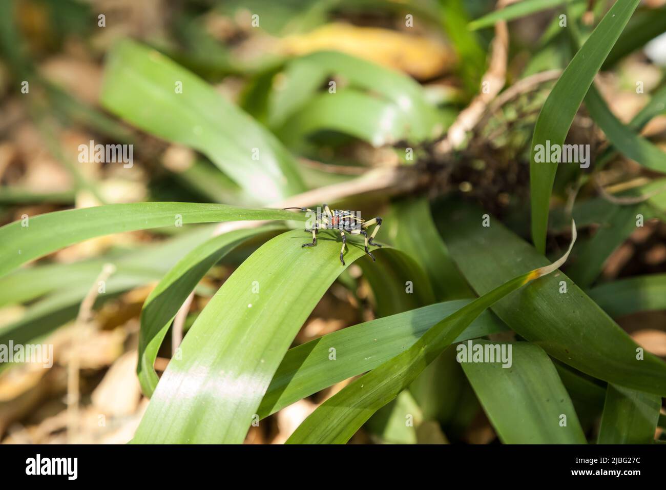 Wild life - Colorful Hemiptera tropical rainforest insect Stock Photo ...