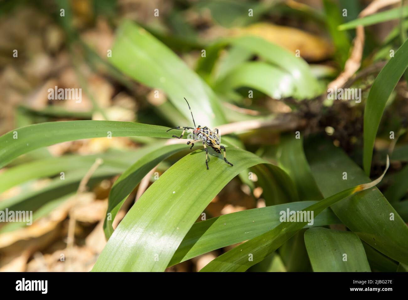 Wild life - Colorful Hemiptera tropical rainforest insect Stock Photo ...