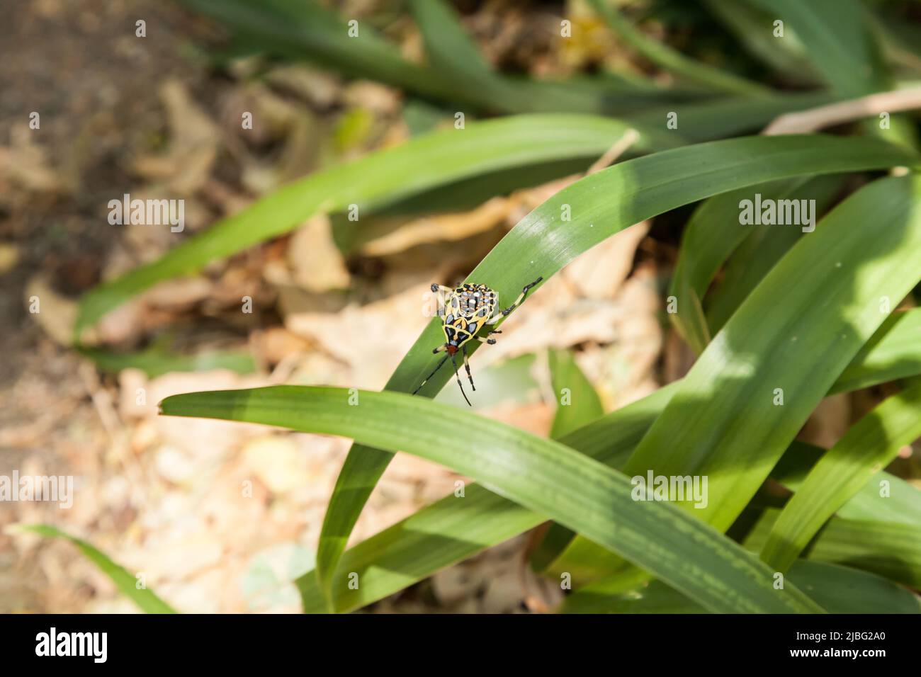 Wild life - Colorful Hemiptera tropical rainforest insect Stock Photo ...