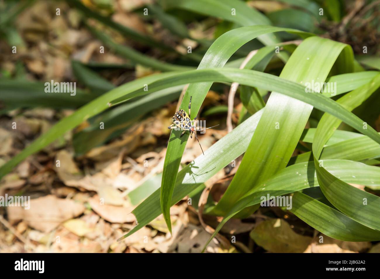 Rainforest insect hi-res stock photography and images - Alamy