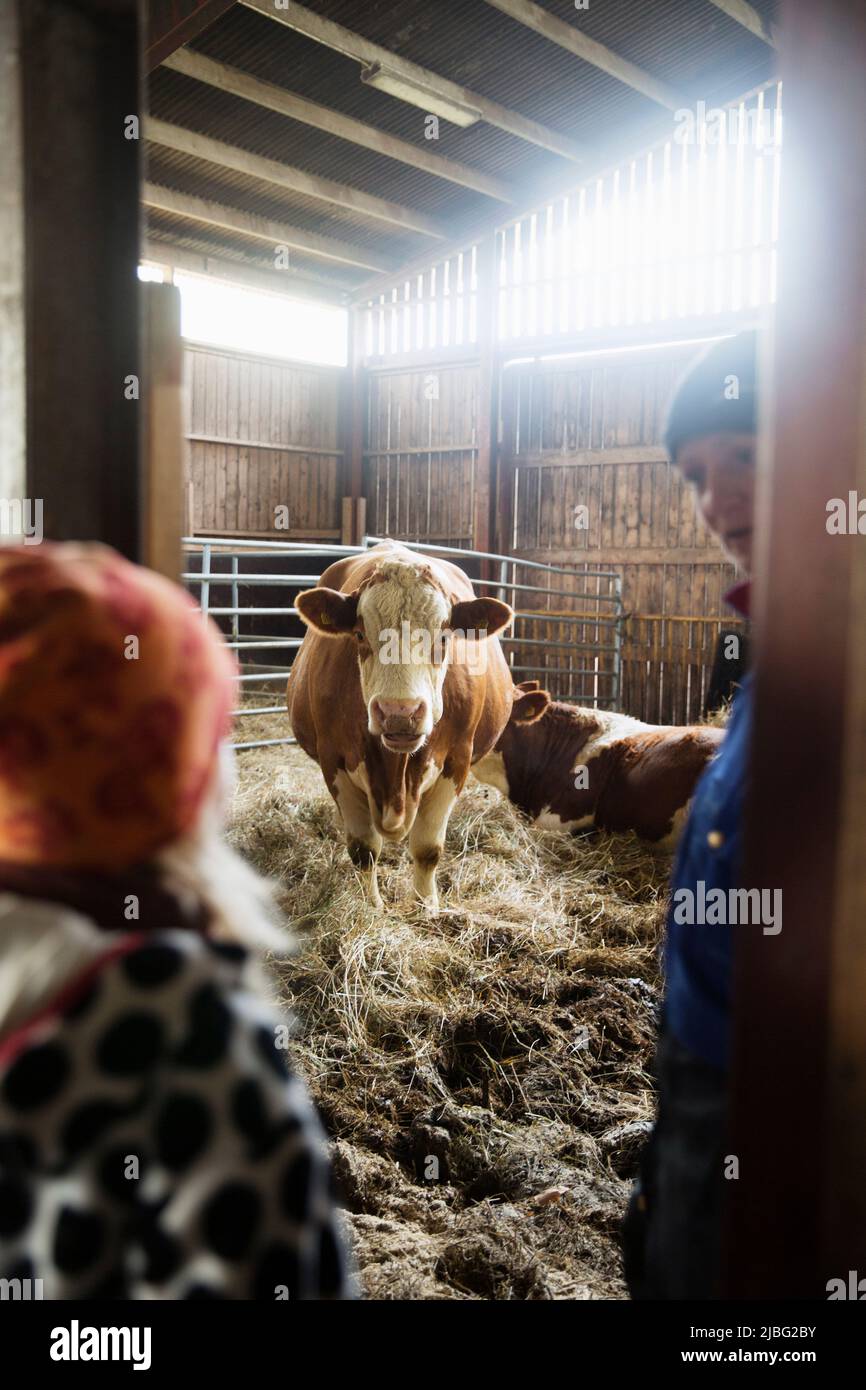 Caucasian women child cow hi-res stock photography and images - Alamy