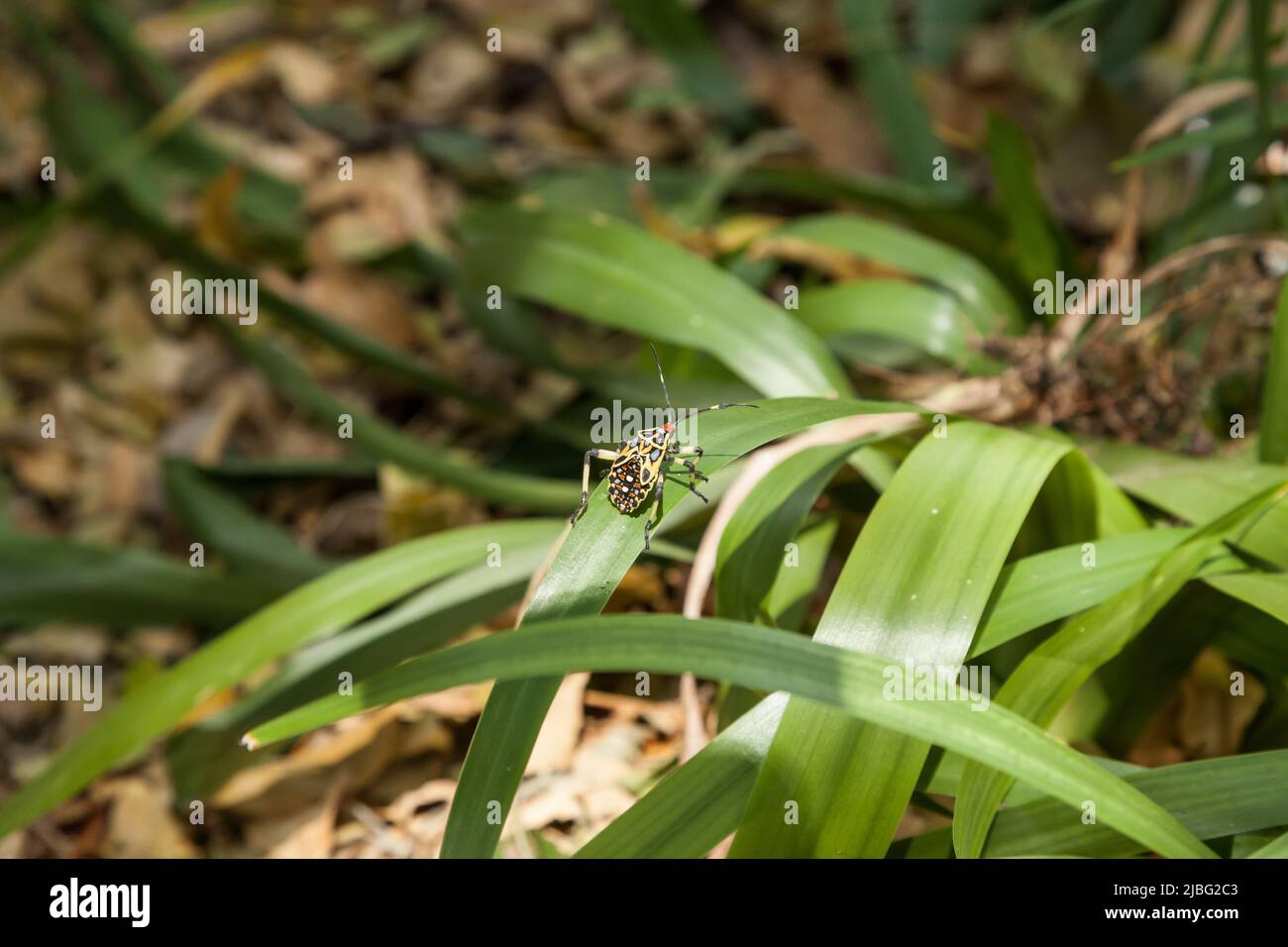 Wild life - Colorful Hemiptera tropical rainforest insect Stock Photo ...