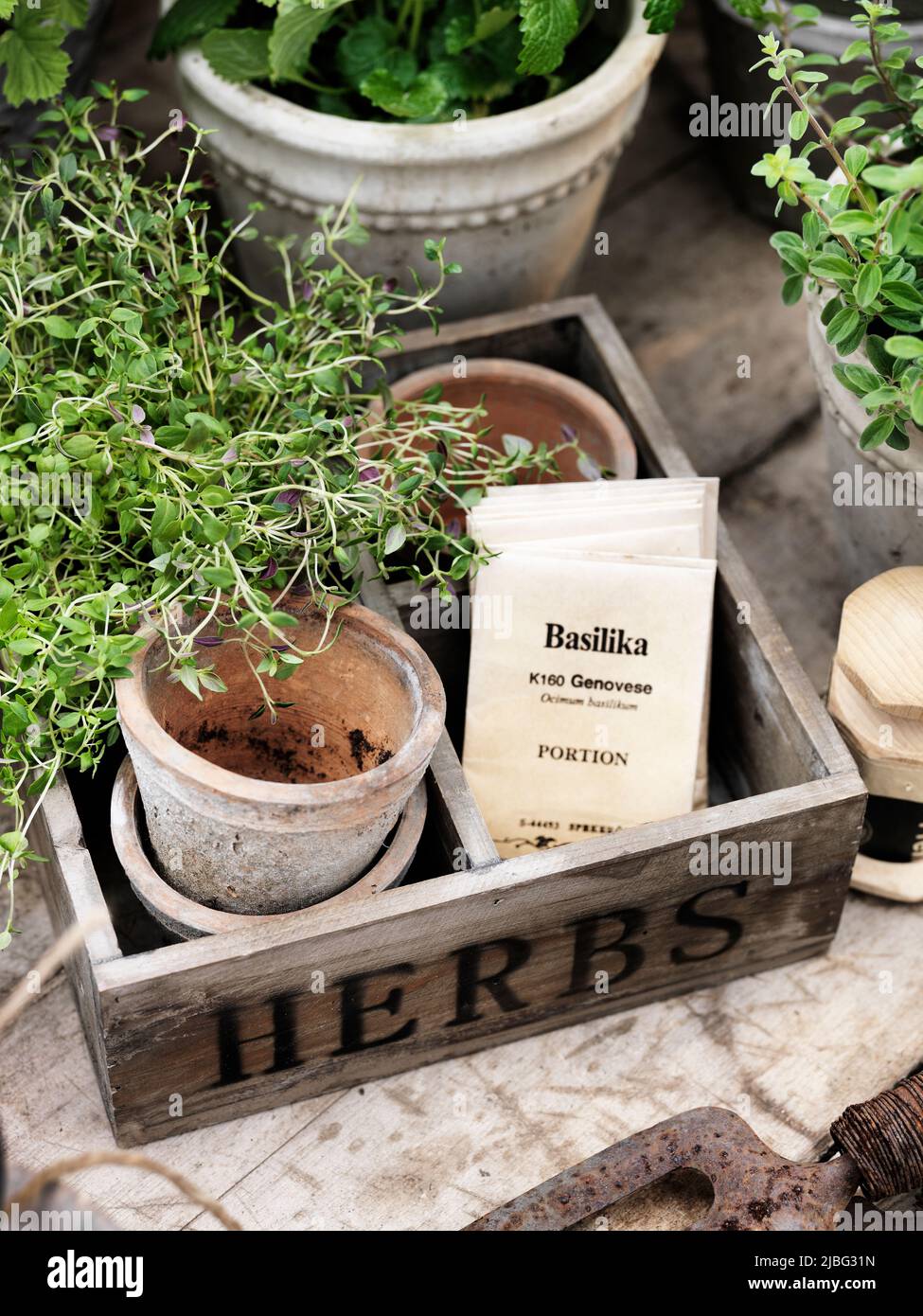 Basil pots hi-res stock photography and images - Alamy