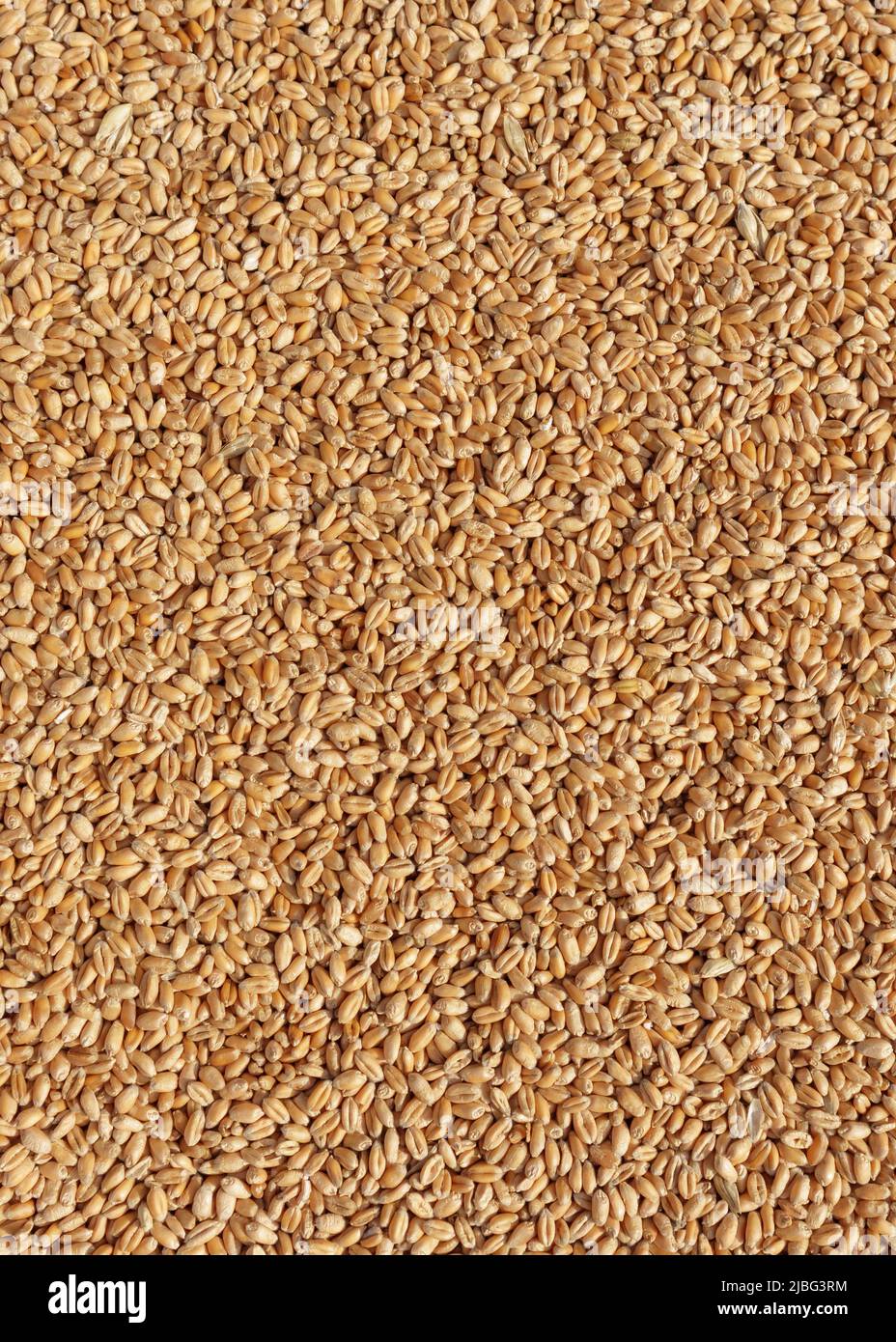 Wheat grains texture, top view. Closeup of harvest of ripe golden wheat ...