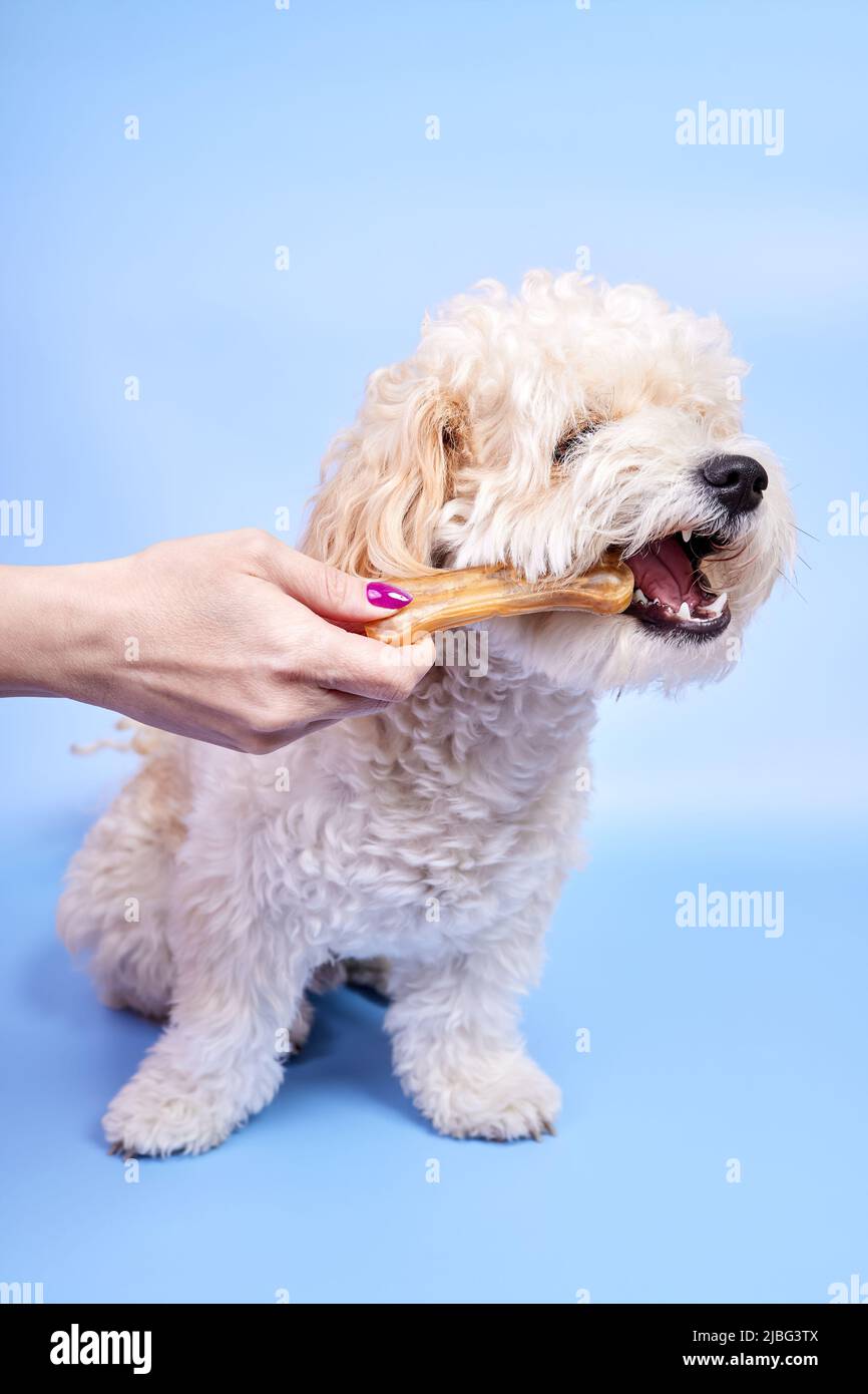 Maltipoo puppy biting a bone given to him by a girl Stock Photo - Alamy