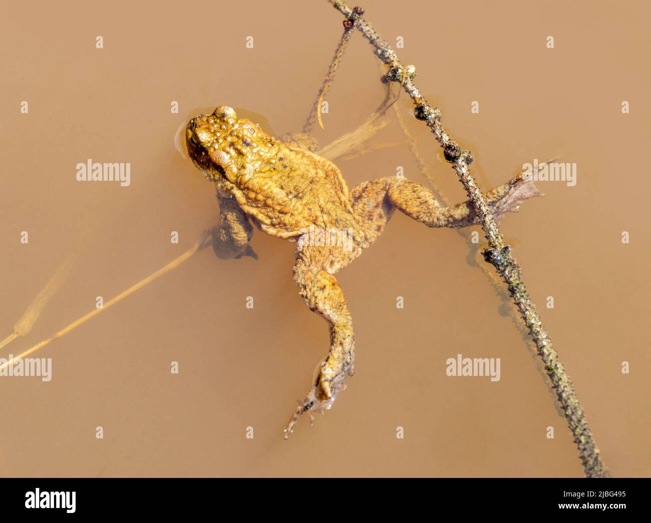 Common toad floating on water surface seen from above Stock Photo - Alamy