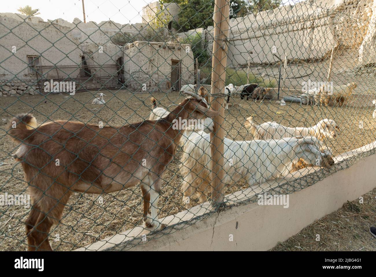 Group of goats grazing inside a sandy livestock enclosure, showcasing ...
