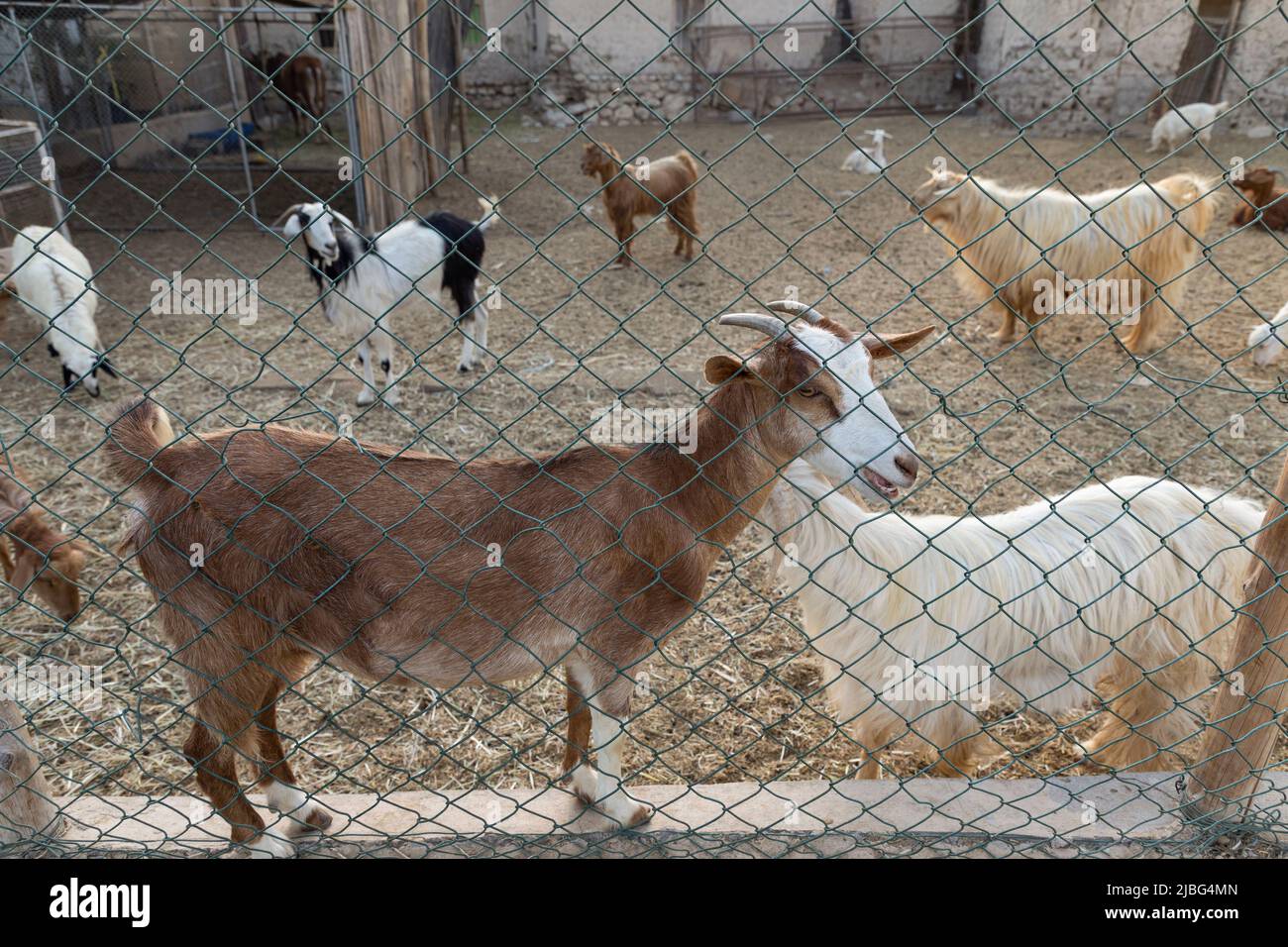 Group of goats grazing inside a sandy livestock enclosure, showcasing ...