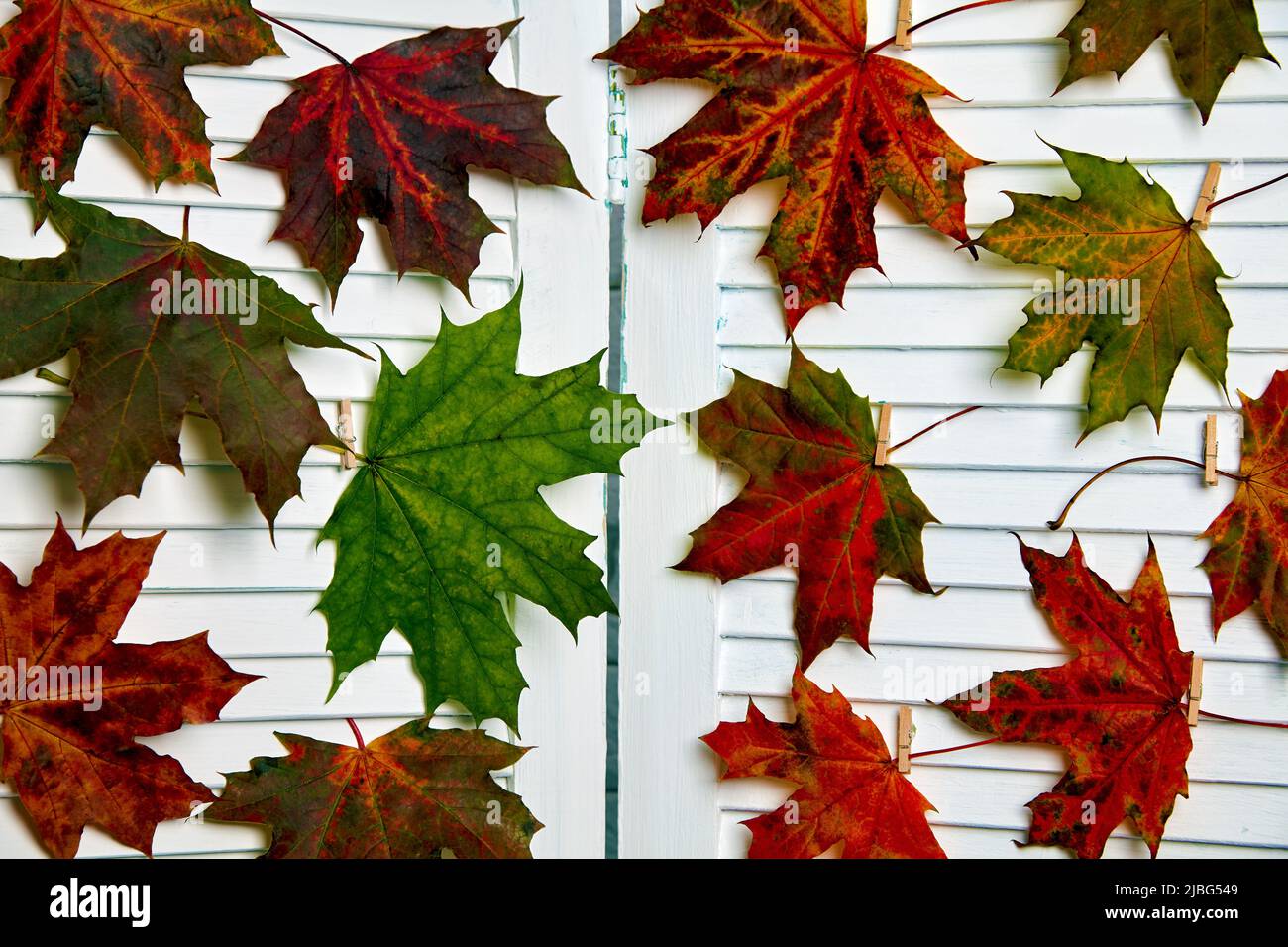 Falling leaves green screen white hi-res stock photography and images ...