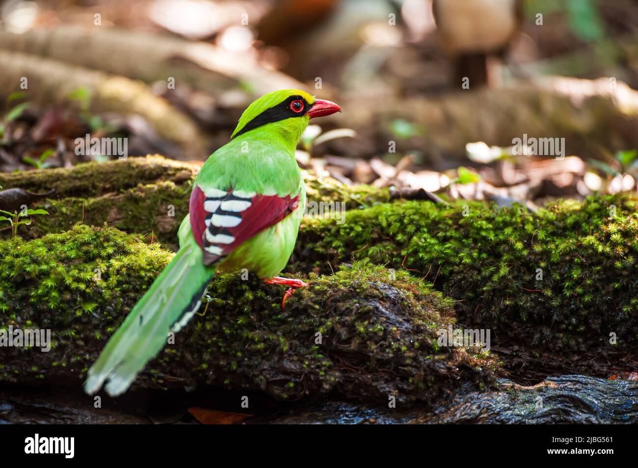 A Close-up of a common green magpie is perched on a green log near a ...