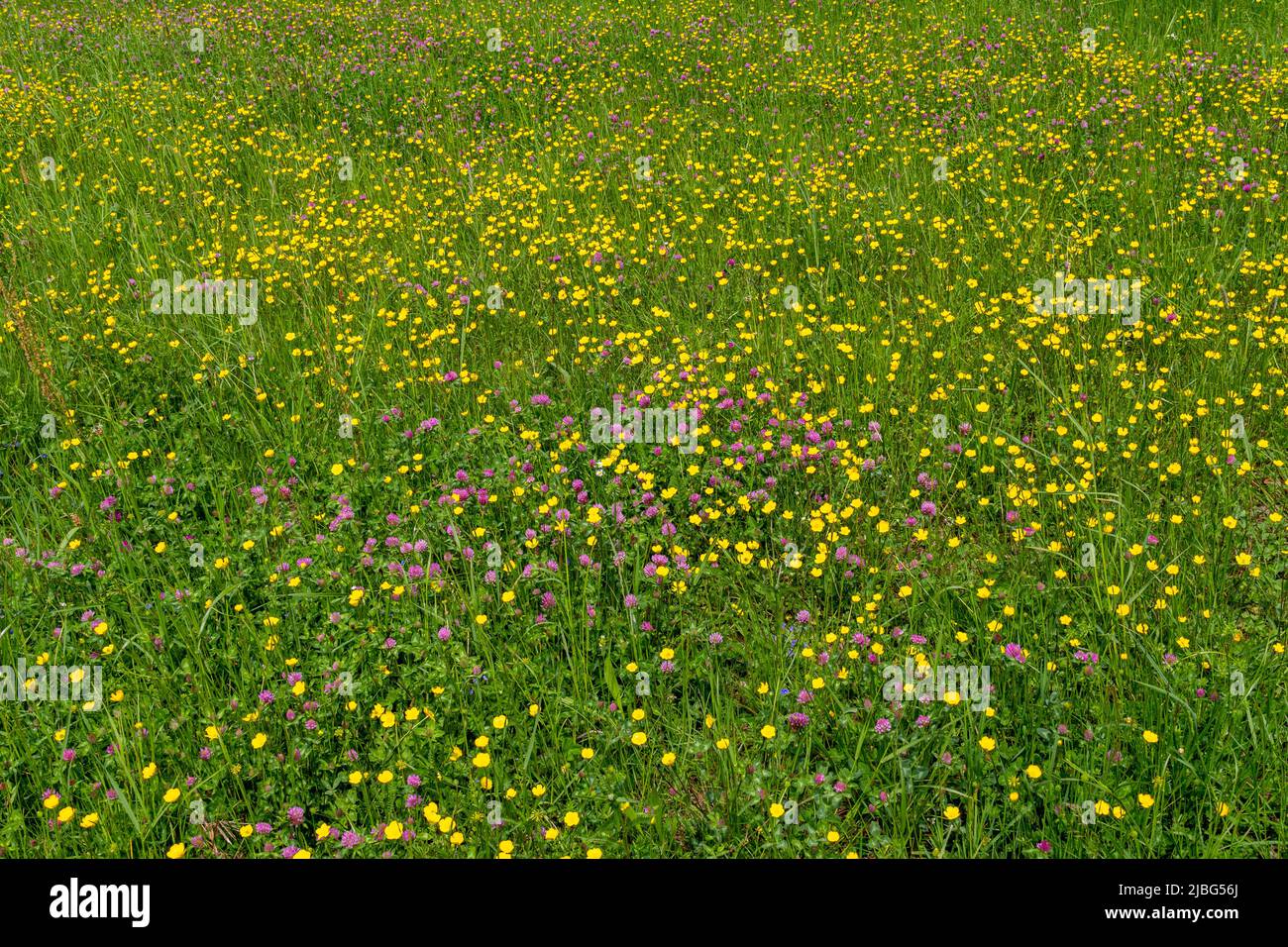 Full frame closeup shot of a colorful flower meadow with lots of ...